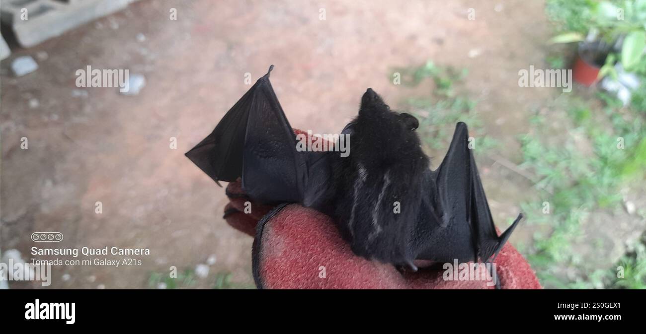 Greater Sac-winged Bat (Saccopteryx bilineata Stock Photo - Alamy