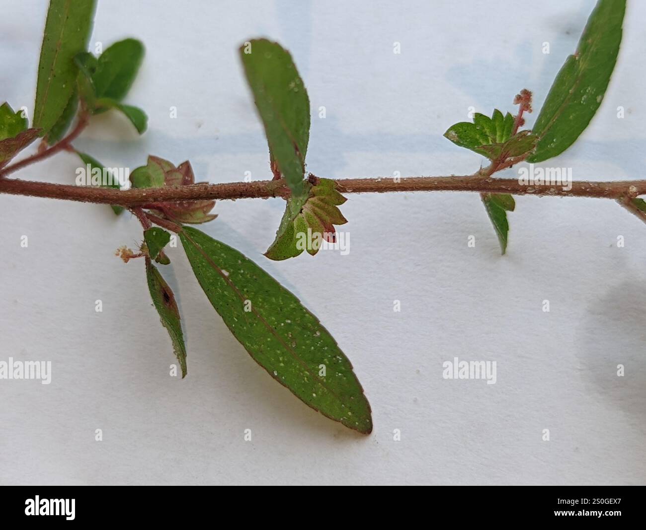 Slender Three-seeded Mercury (Acalypha gracilens Stock Photo - Alamy