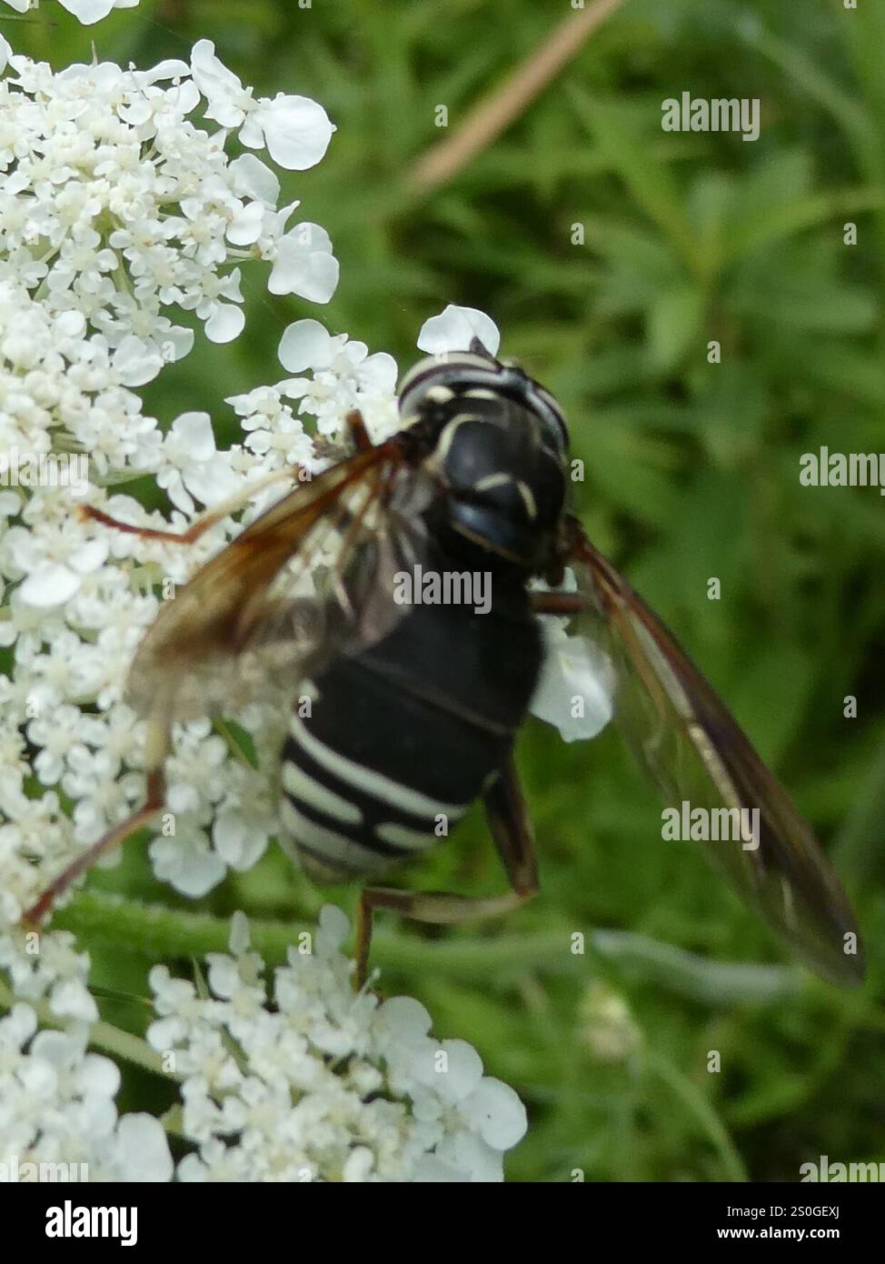 Bald-faced Hornet Fly (Spilomyia fusca Stock Photo - Alamy
