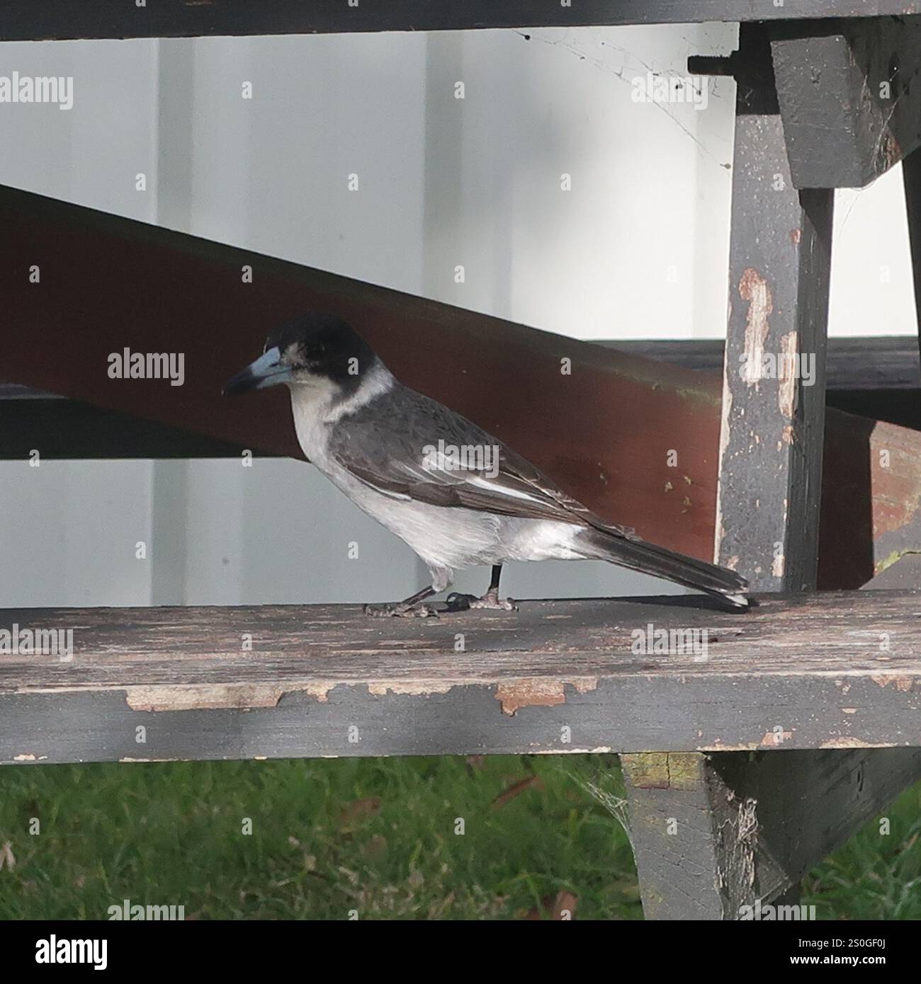 Grey Butcherbird (Cracticus torquatus Stock Photo - Alamy