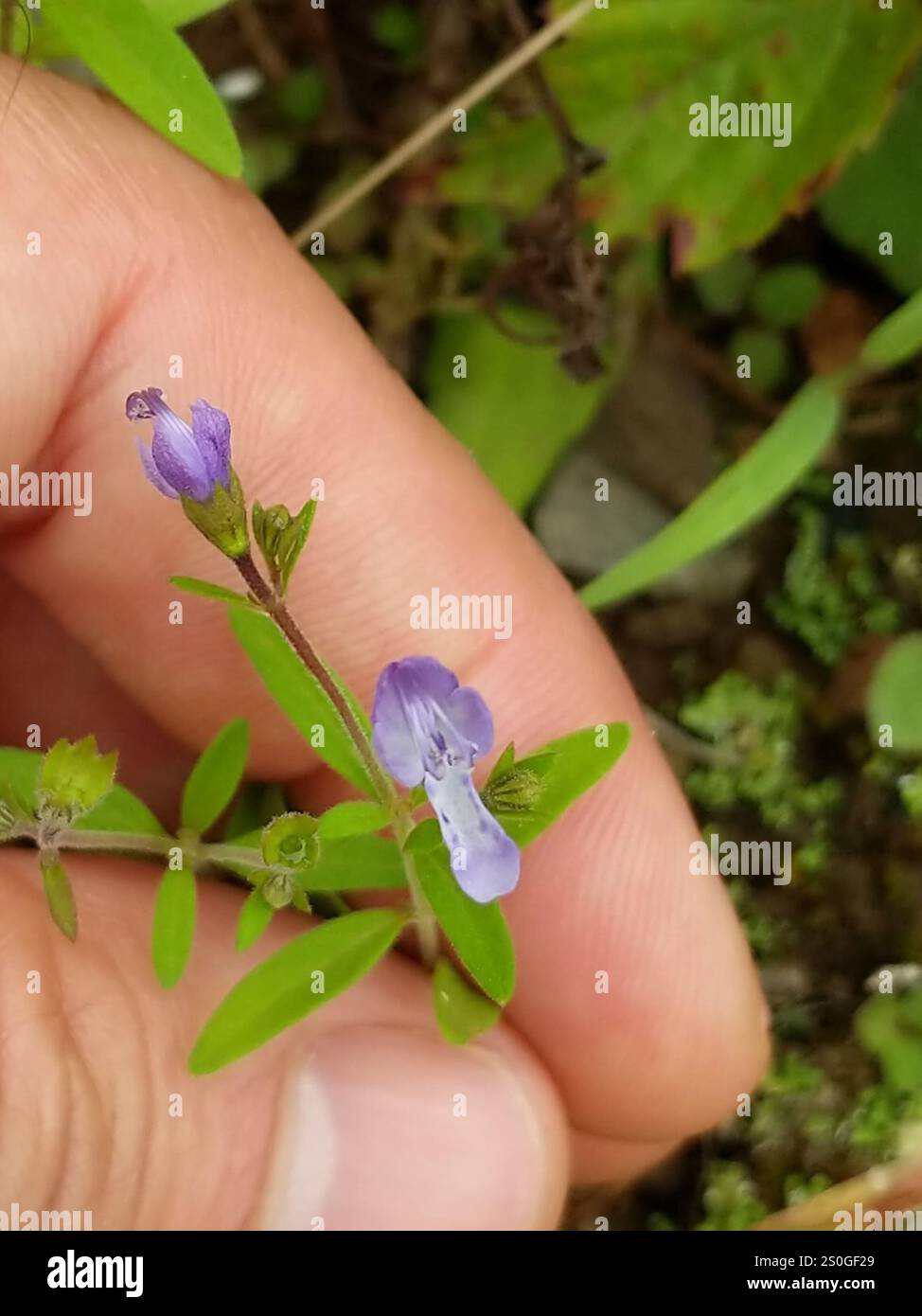Blue Curls (Trichostema dichotomum Stock Photo - Alamy