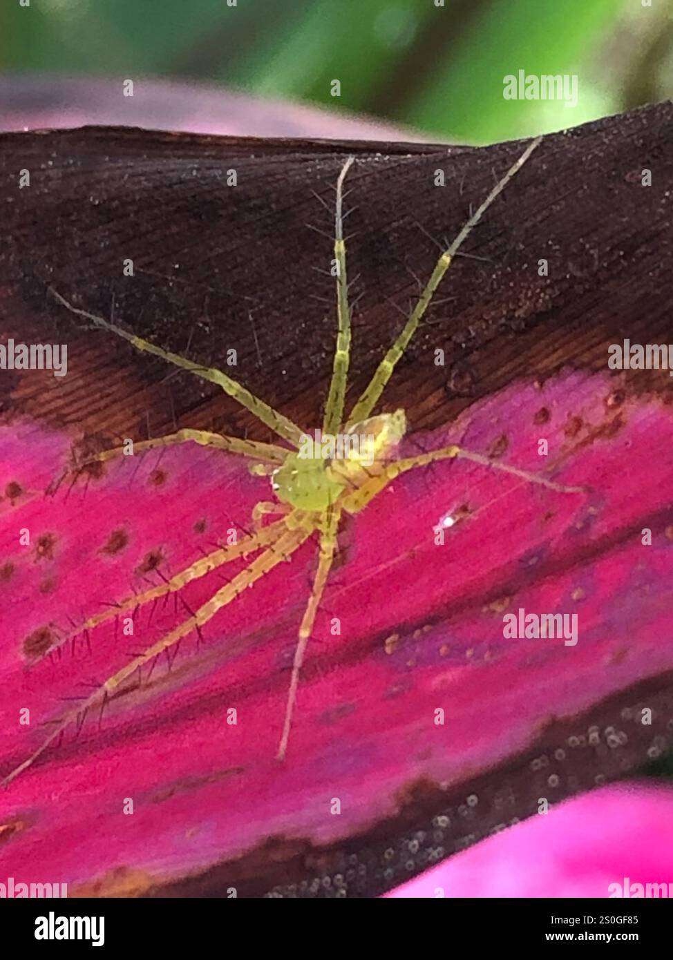 Architis spinipes hi-res stock photography and images - Alamy