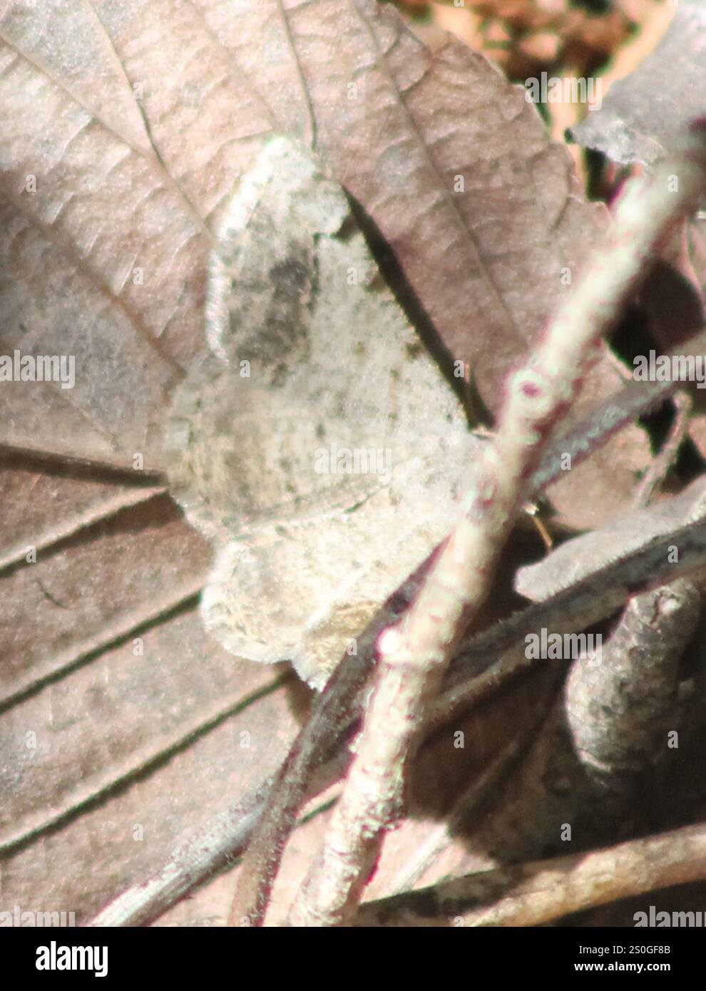 Faint-spotted Angle (Digrammia ocellinata Stock Photo - Alamy