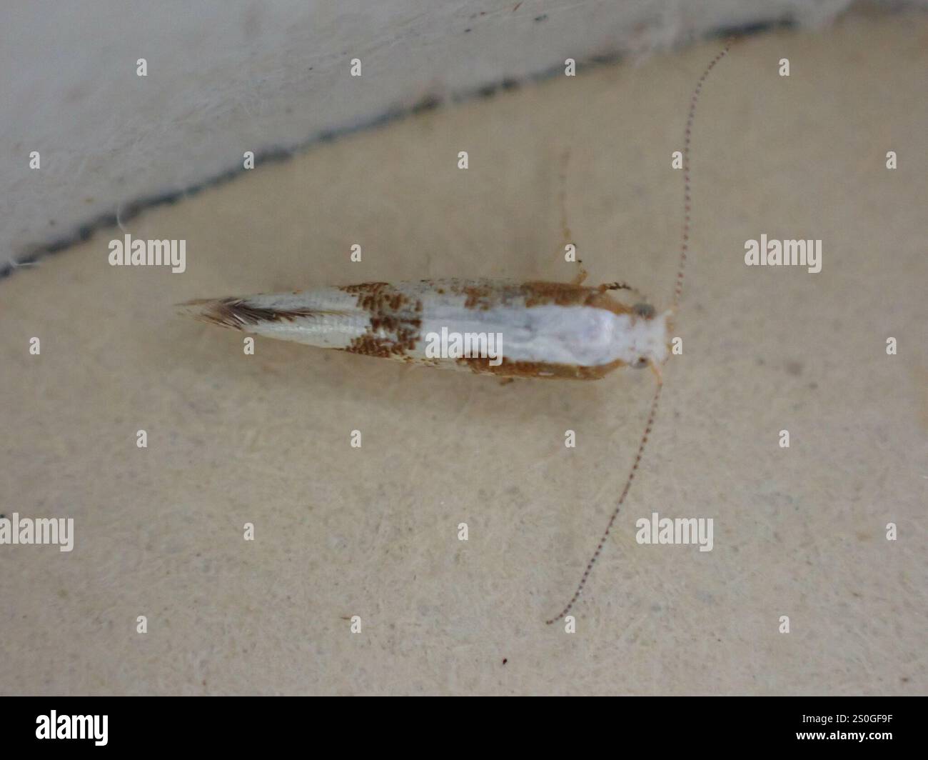 Cherry Fruit Moth (Argyresthia pruniella Stock Photo - Alamy