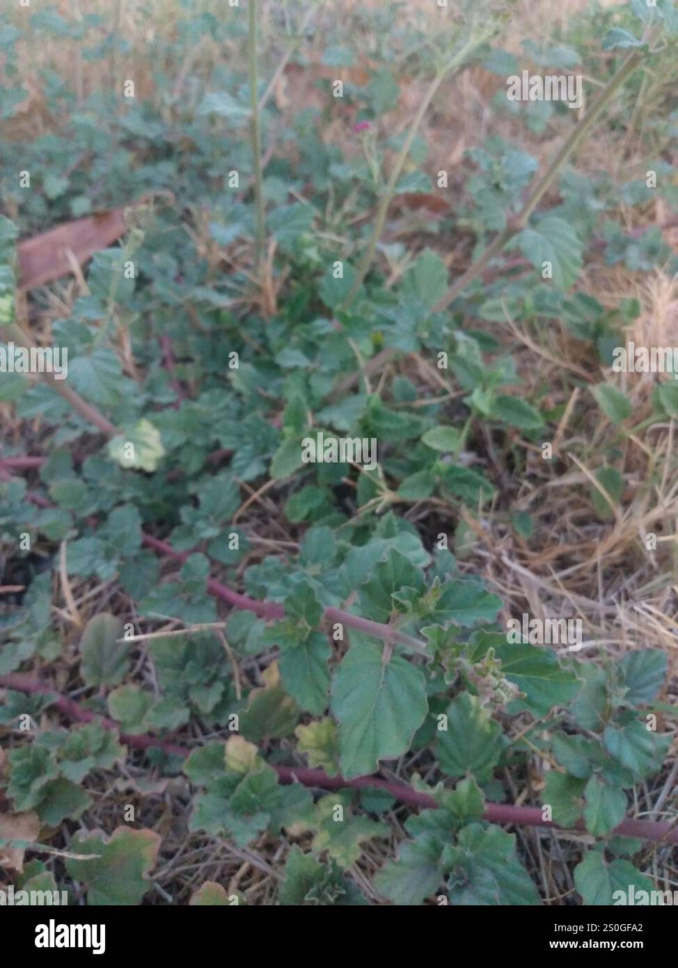 scarlet spiderling (Boerhavia coccinea Stock Photo - Alamy