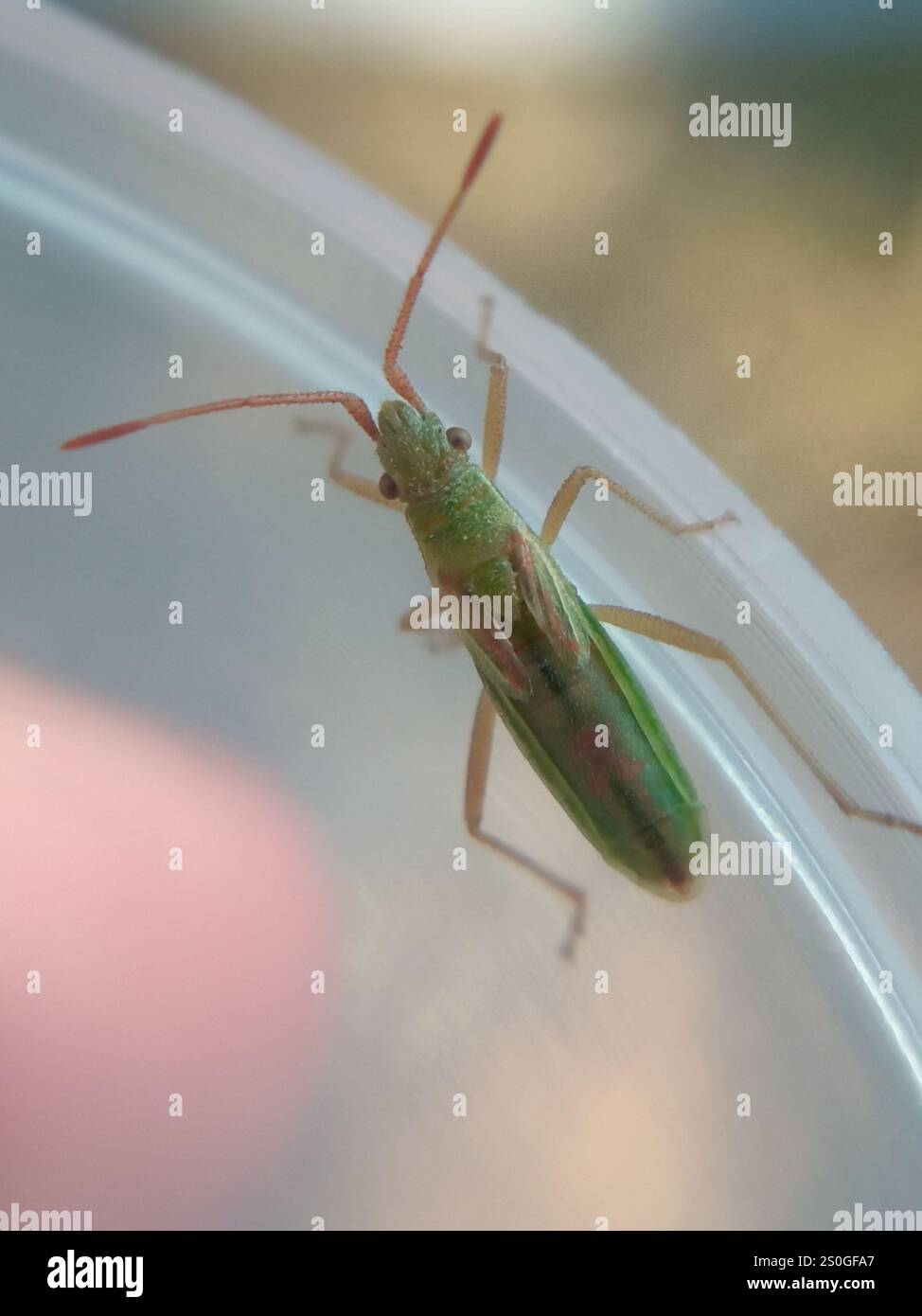 short-winged rhopalid (Myrmus miriformis Stock Photo - Alamy