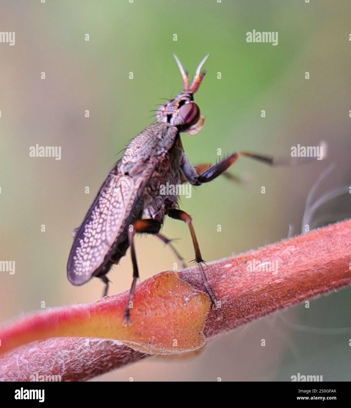Sieve-winged Snailkiller (Coremacera marginata Stock Photo - Alamy