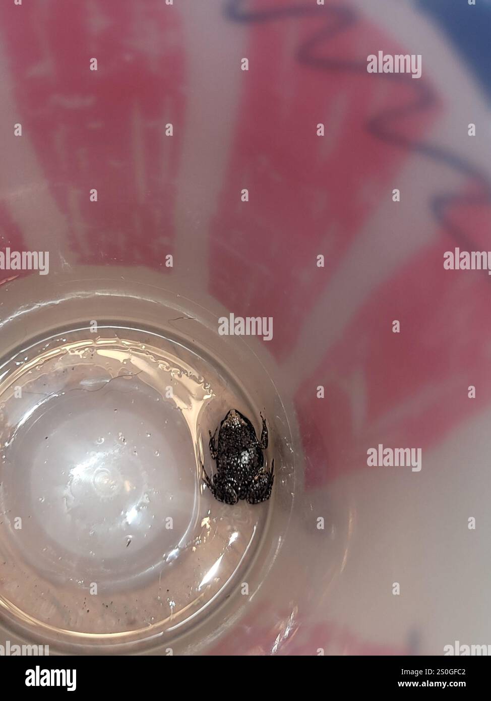 Eastern Narrow-mouthed Toad (Gastrophryne carolinensis Stock Photo - Alamy