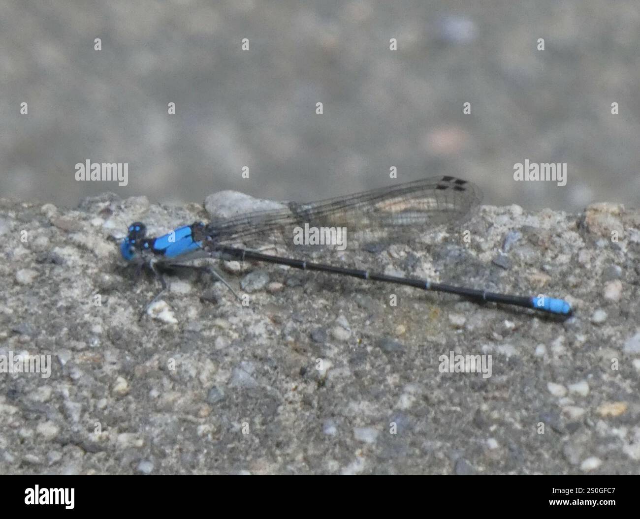 Blue-fronted Dancer (Argia apicalis Stock Photo - Alamy