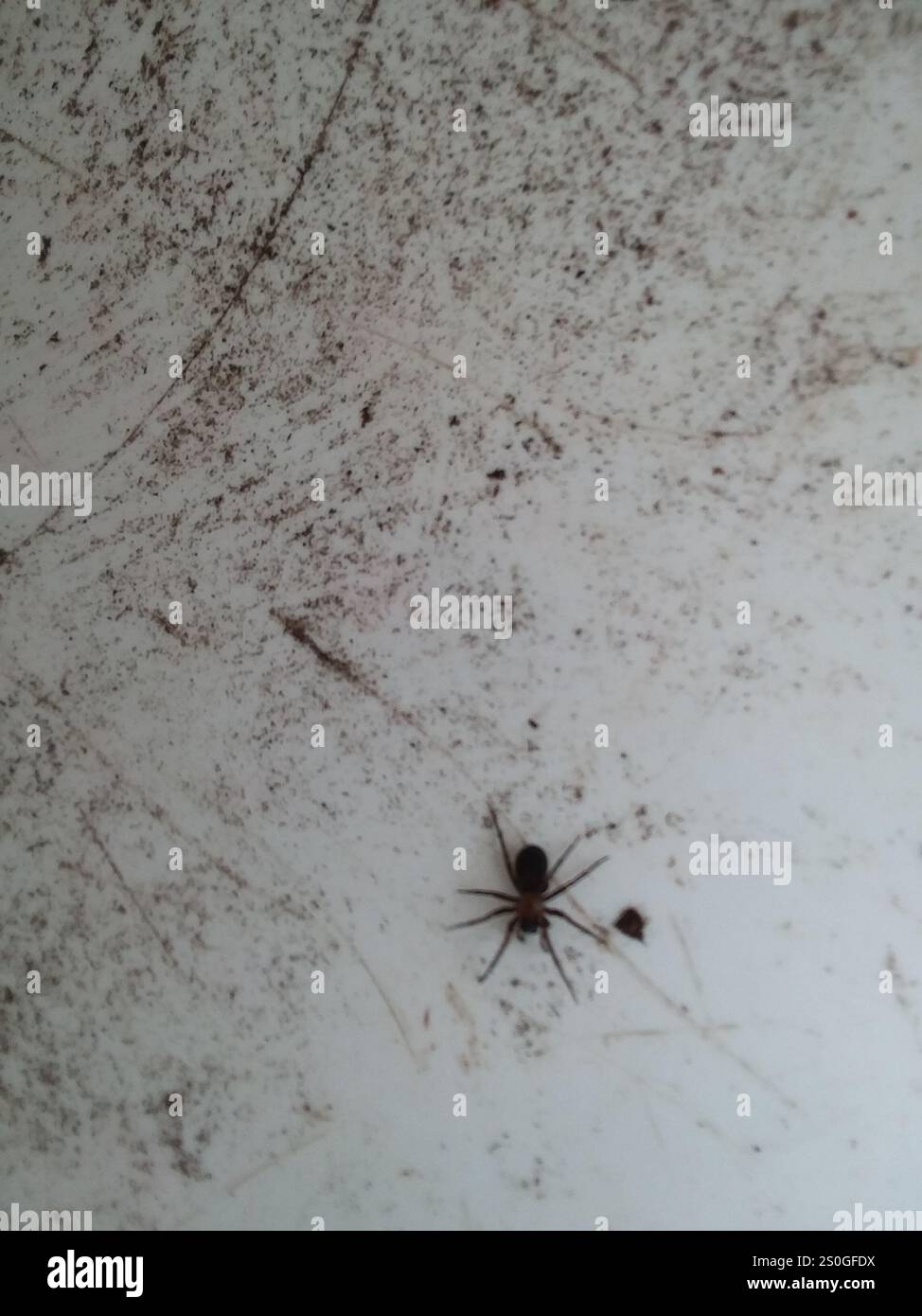 South American Toothed Hacklemesh Weaver (Metaltella simoni Stock Photo ...