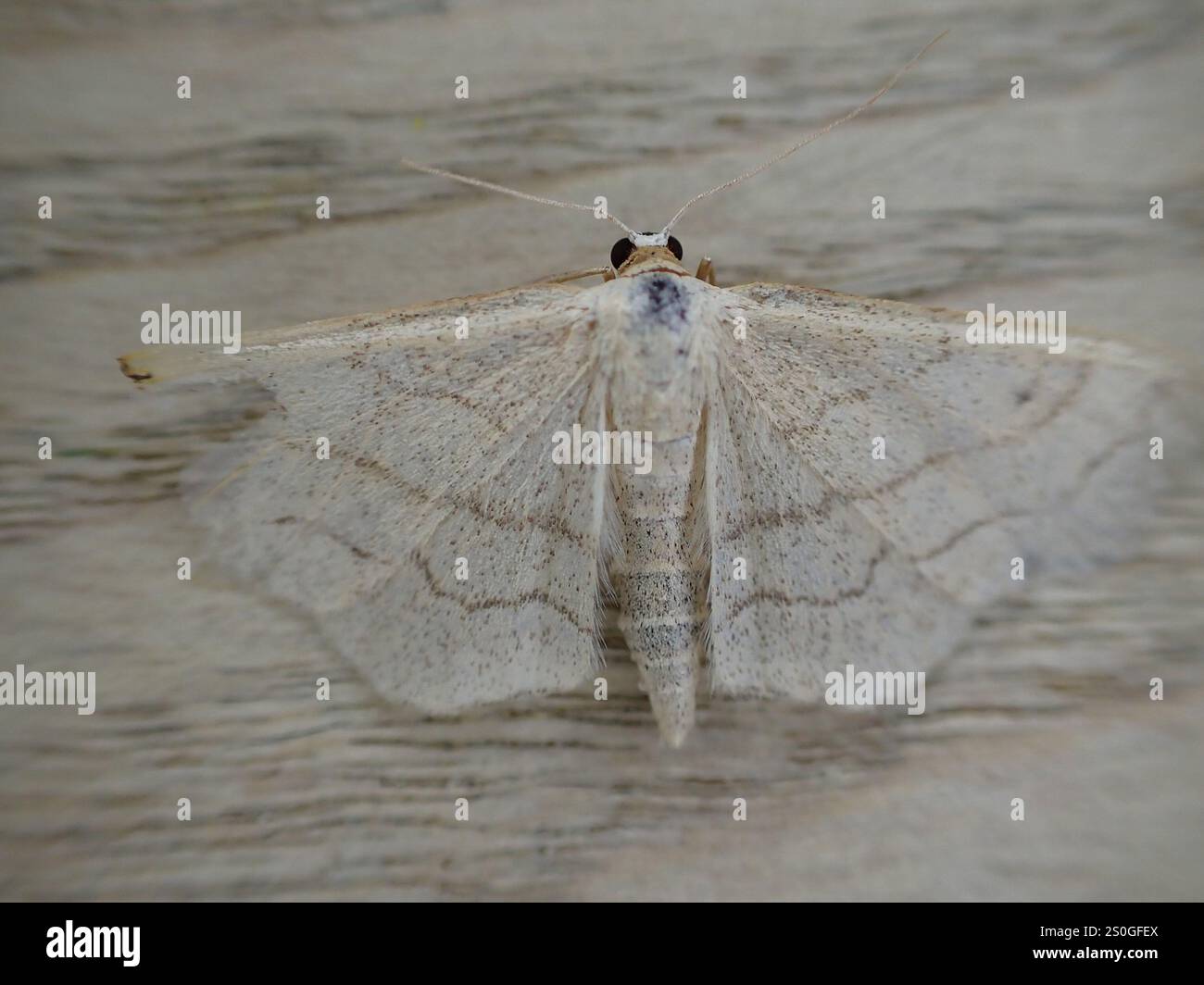 Riband Wave (Idaea aversata Stock Photo - Alamy