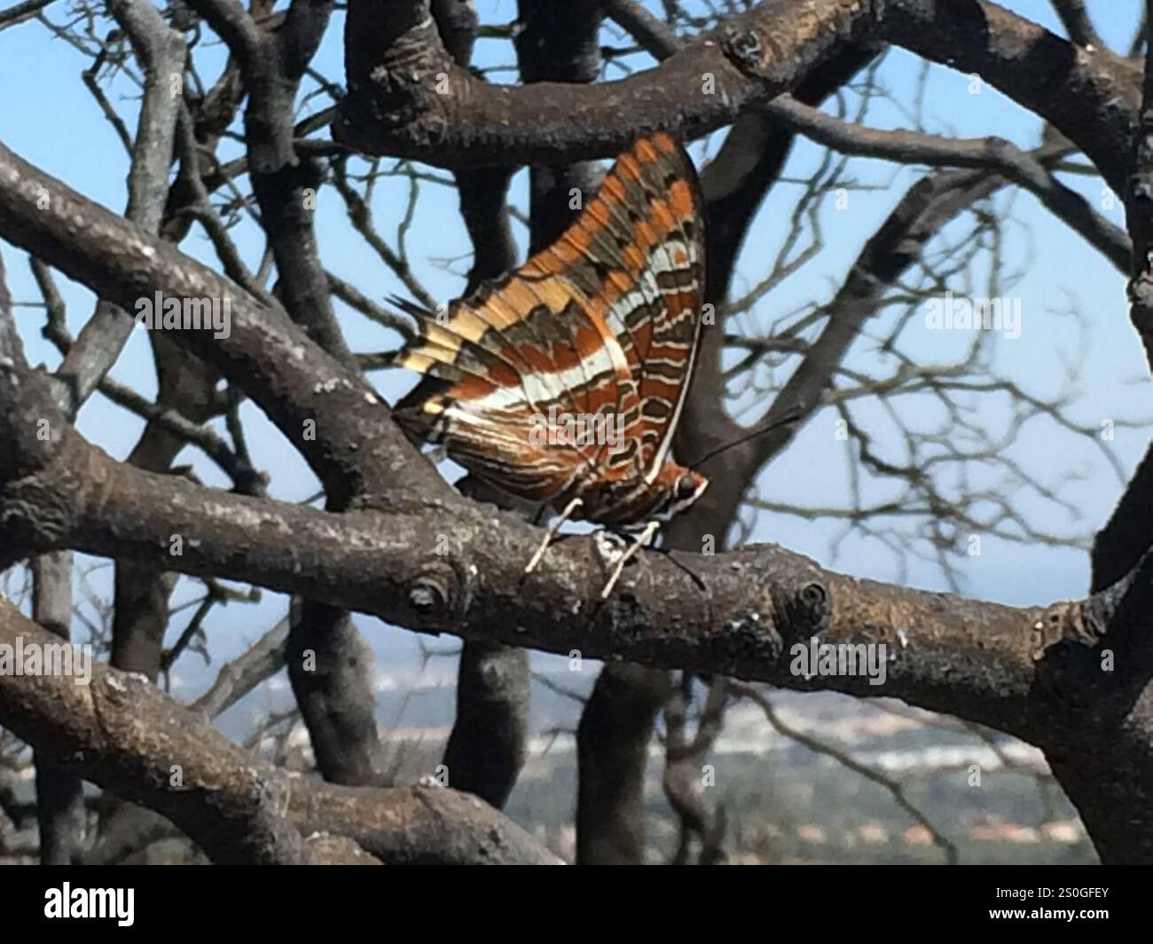 Two-tailed Pasha (Charaxes jasius Stock Photo - Alamy