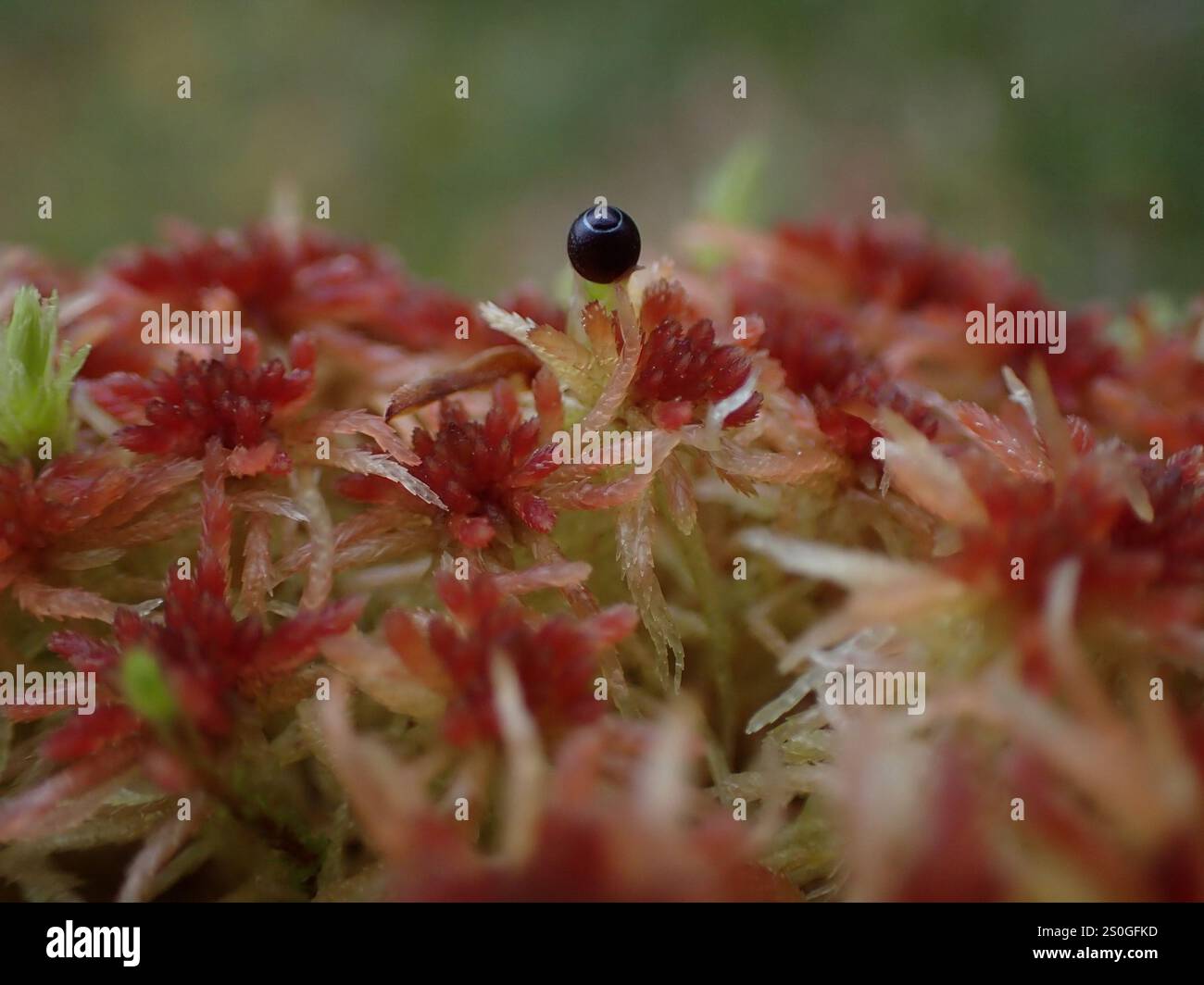 Russow's Peatmoss (Sphagnum russowii Stock Photo - Alamy