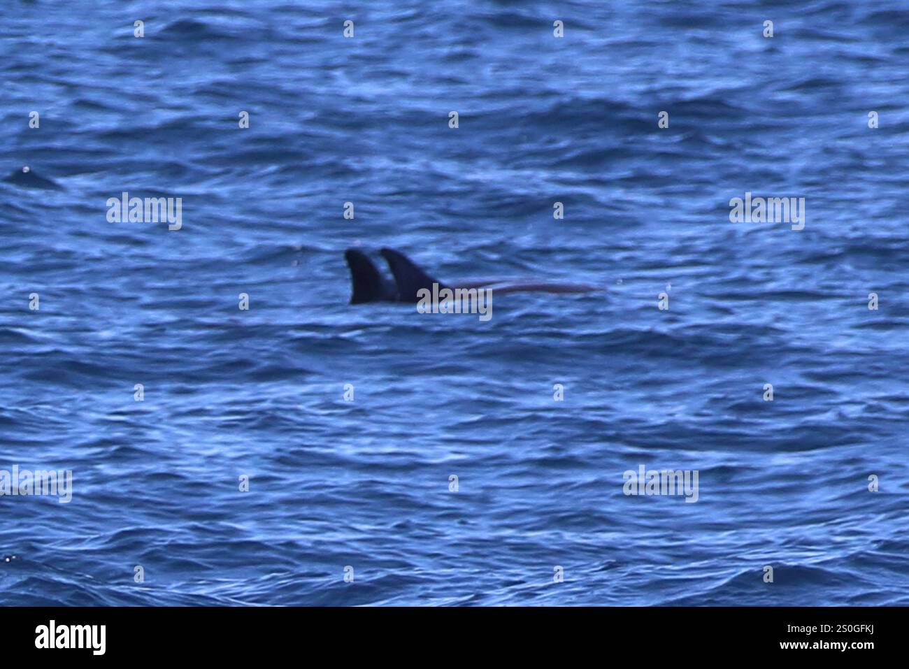 Pygmy Killer Whale (Feresa attenuata Stock Photo - Alamy