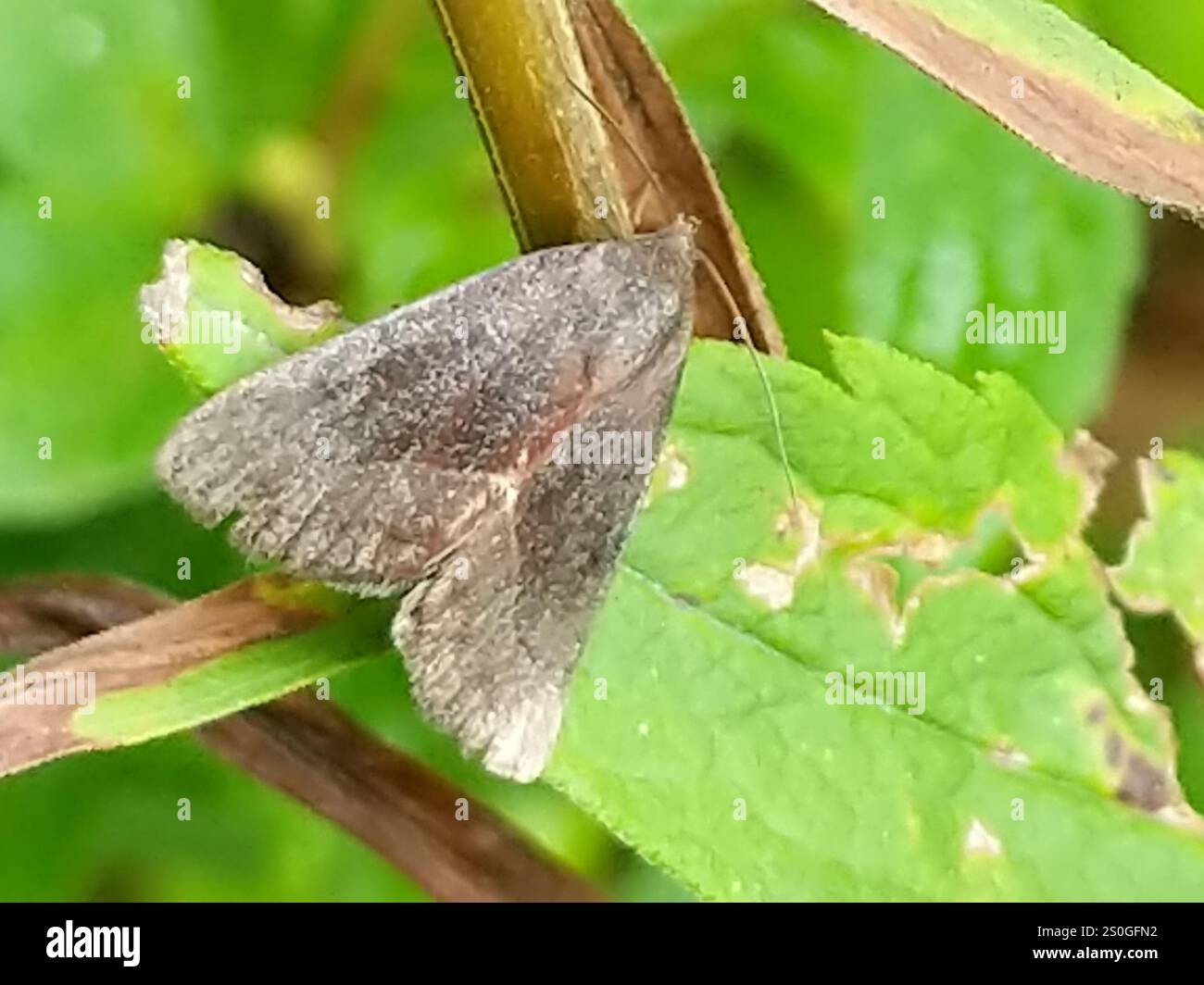 Wedgling Moth (Galgula partita Stock Photo - Alamy