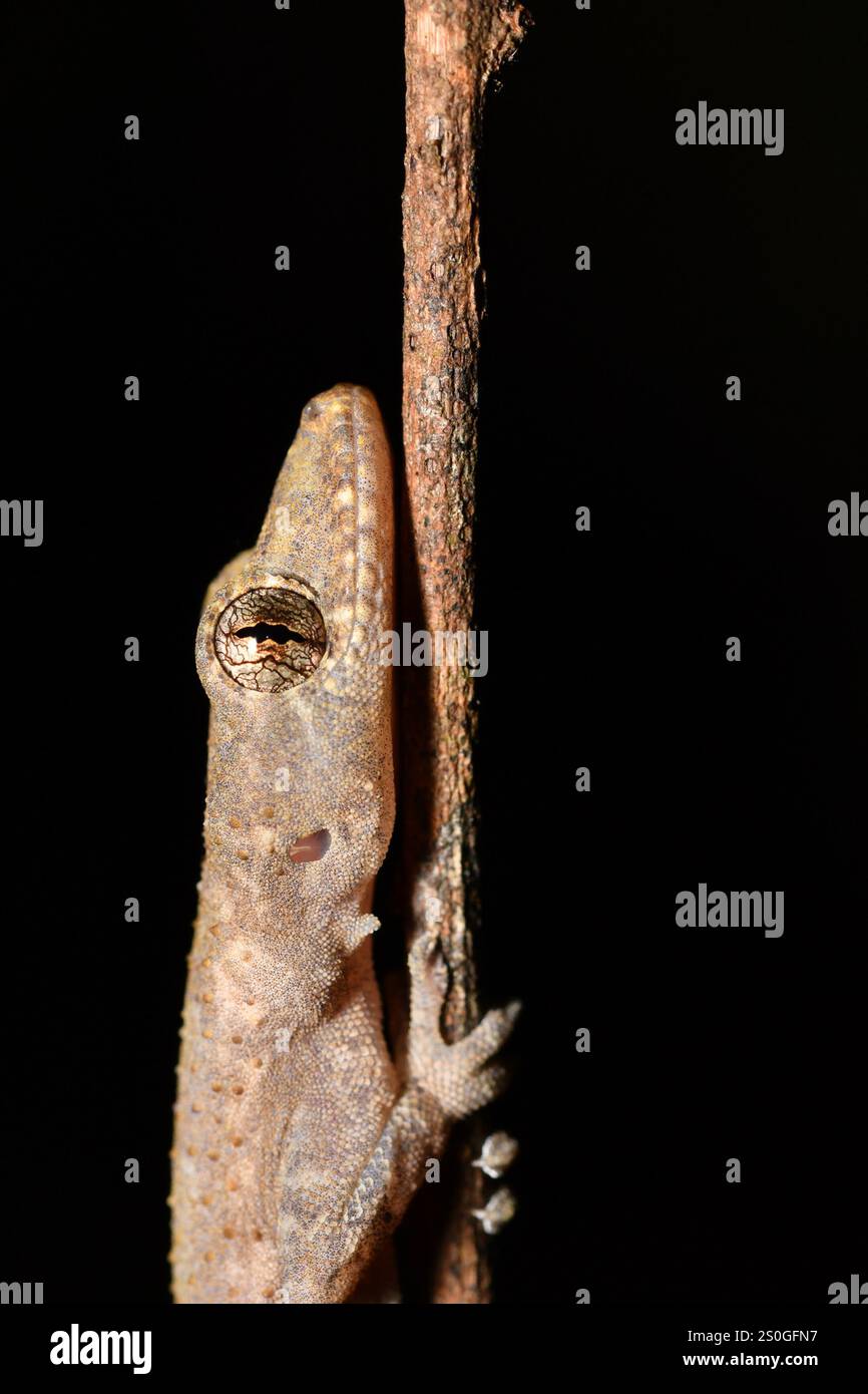 Slender Forest Gecko (Hemidactylus ansorgii Stock Photo - Alamy