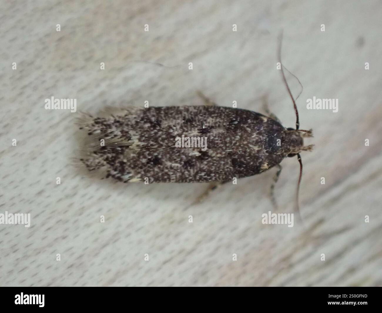 Dark Groundling (Bryotropha affinis Stock Photo - Alamy