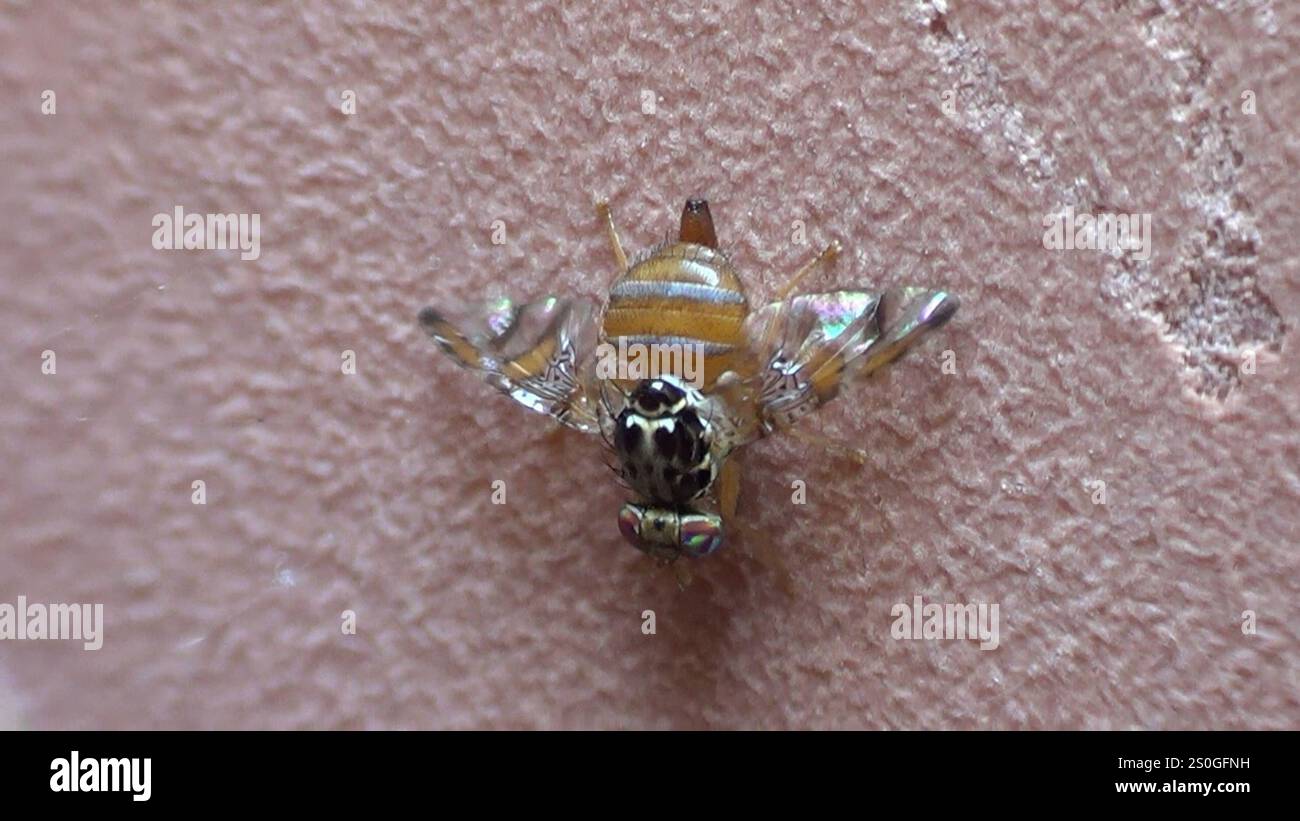 Mediterranean Fruit Fly (Ceratitis capitata Stock Photo - Alamy
