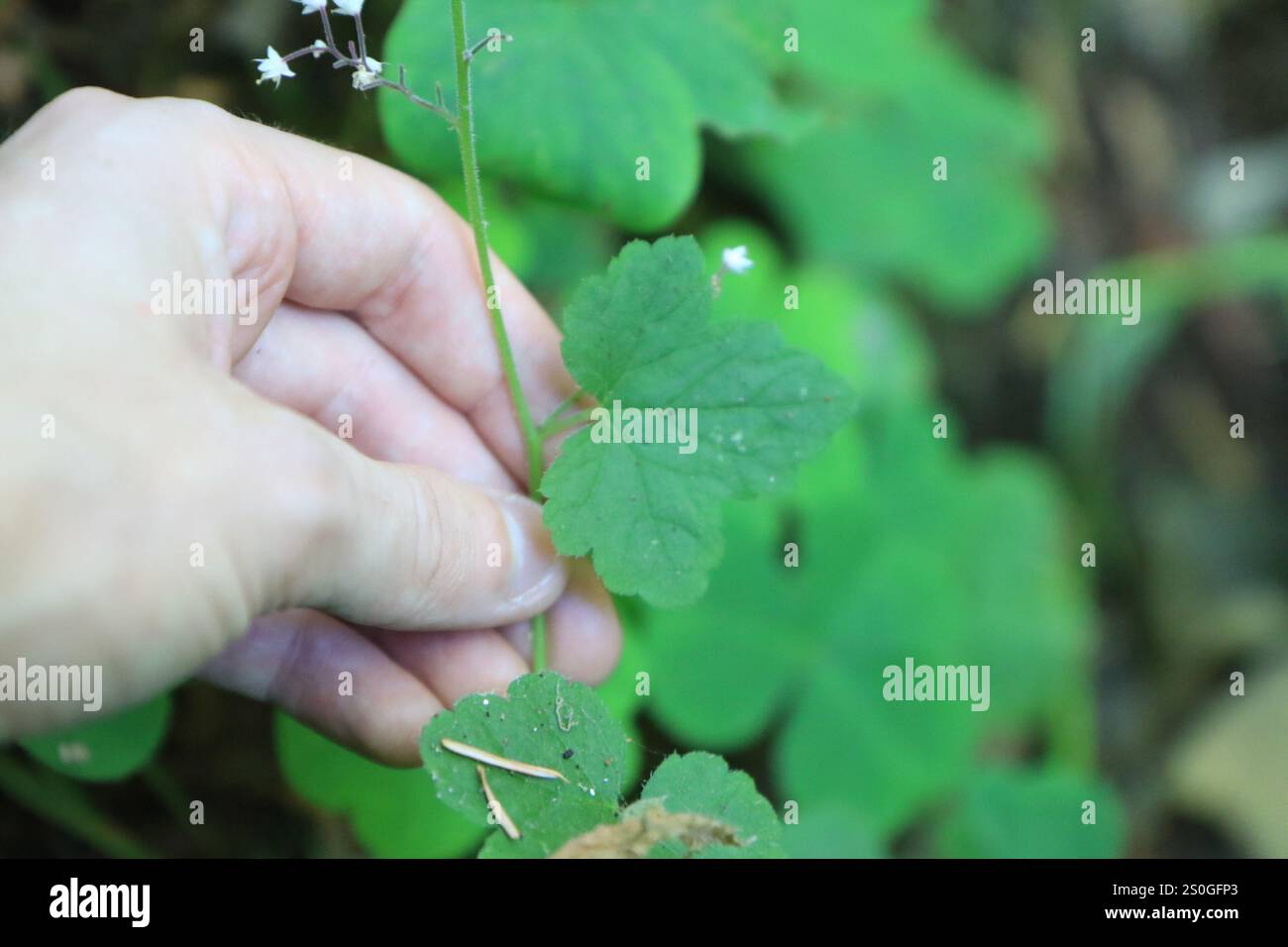 Oneleaf Foamflower (Tiarella trifoliata unifoliata Stock Photo - Alamy