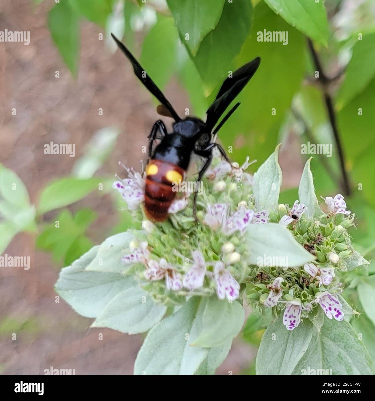 Two-spotted Scoliid Wasp (Scolia dubia dubia Stock Photo - Alamy