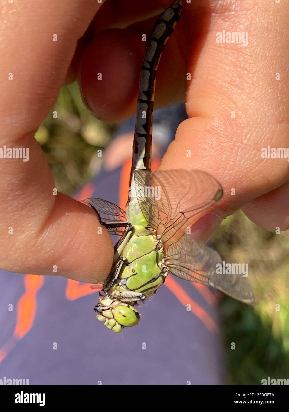 Green snaketail (Ophiogomphus cecilia Stock Photo - Alamy