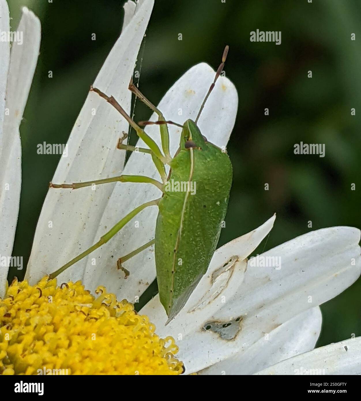 Southern Green Stink Bug (Nezara viridula Stock Photo - Alamy