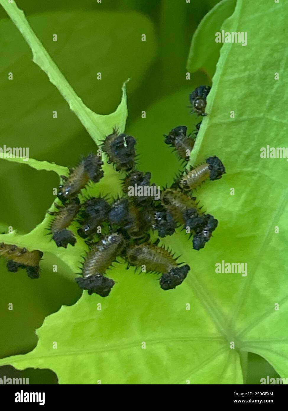 Tortoise and Hispine Beetles (Cassidinae Stock Photo - Alamy