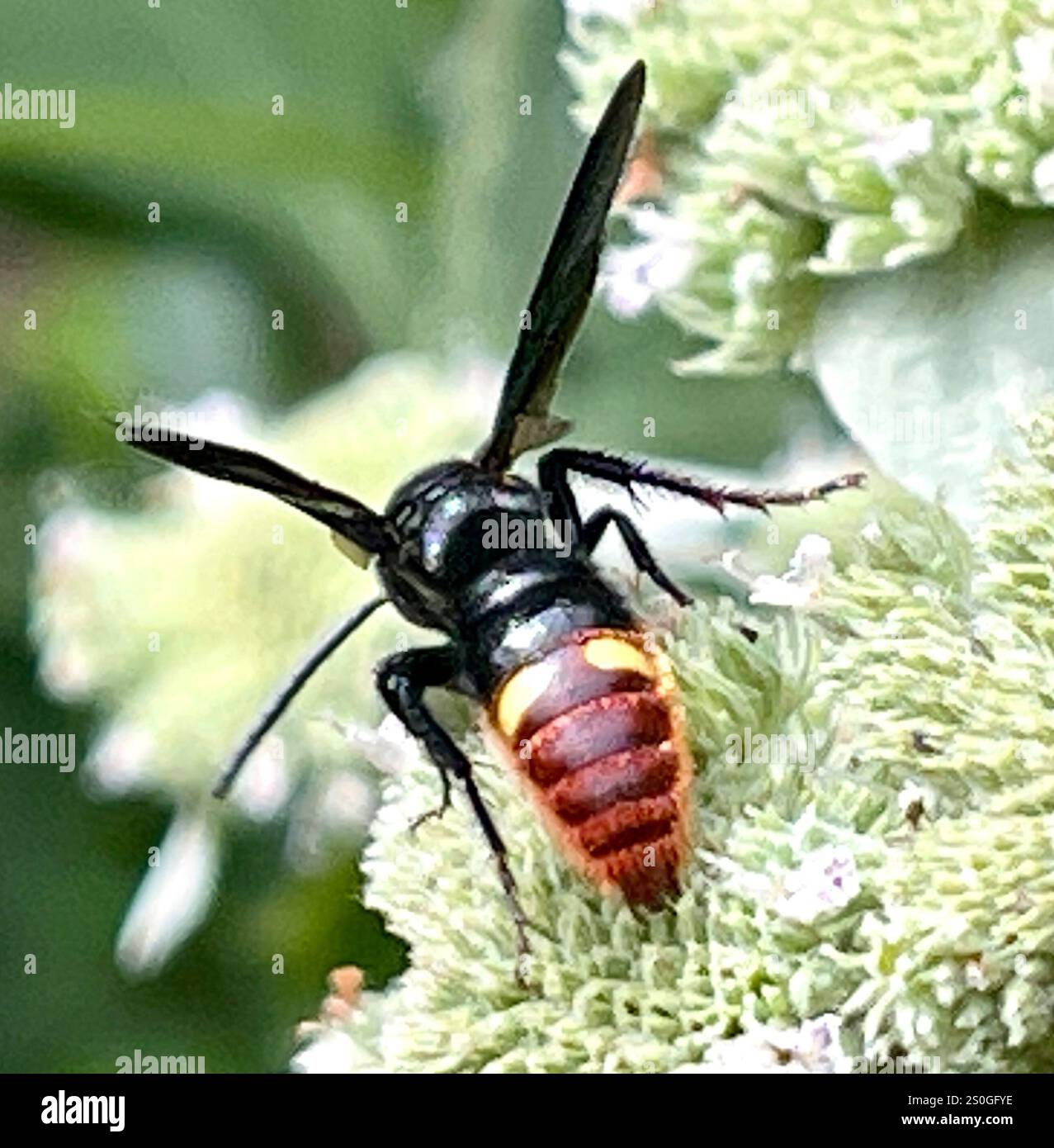 Blue-winged Scoliid Wasp (Scolia dubia Stock Photo - Alamy