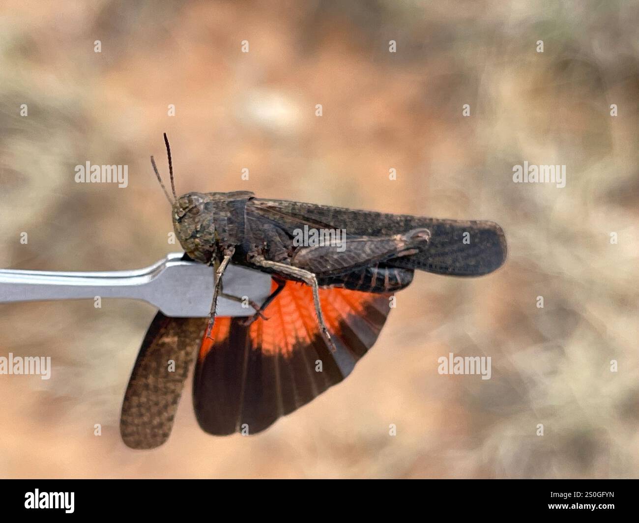 Red-winged Grasshopper (Arphia pseudonietana Stock Photo - Alamy