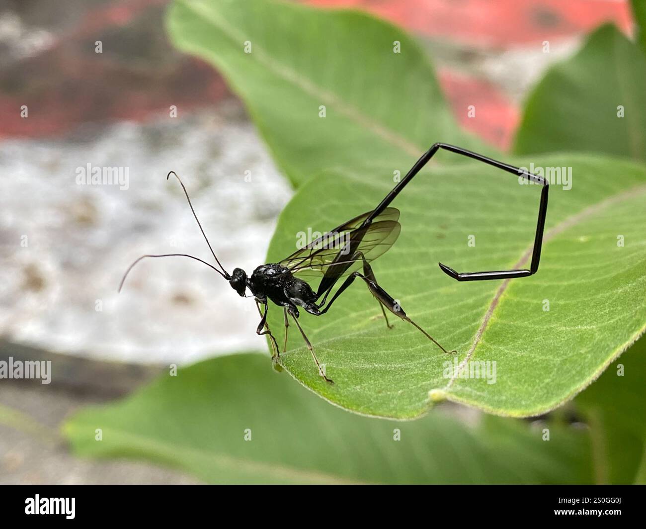 American Pelecinid Wasp (Pelecinus polyturator Stock Photo - Alamy