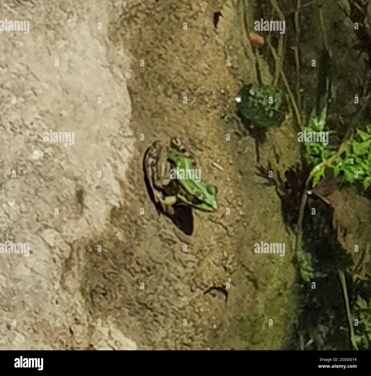 Pool frog complex and its kleptons (Pelophylax lessonae Stock Photo - Alamy