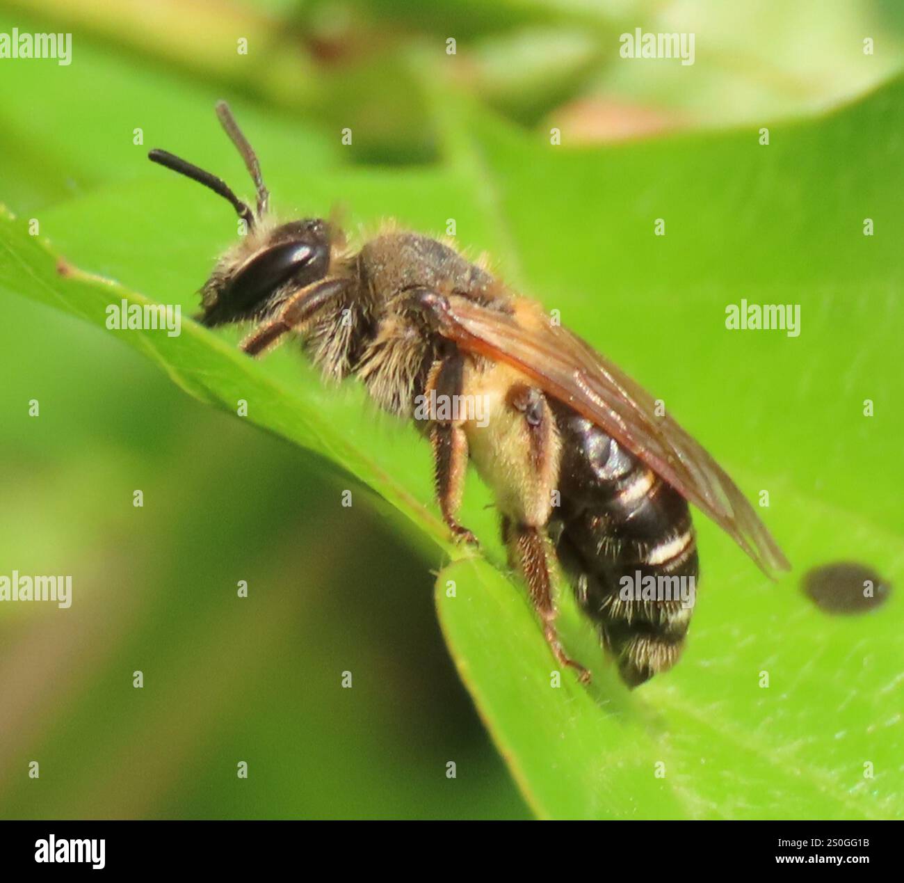 Mining Bees (Andrena Stock Photo - Alamy
