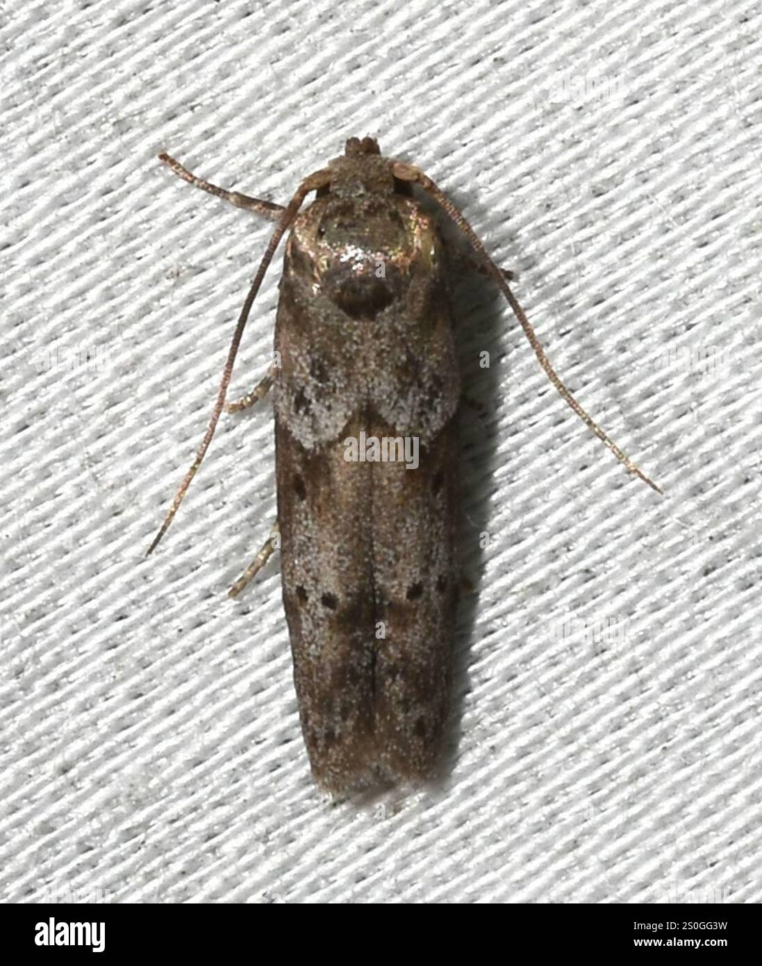 Acorn Moth (Blastobasis glandulella Stock Photo - Alamy