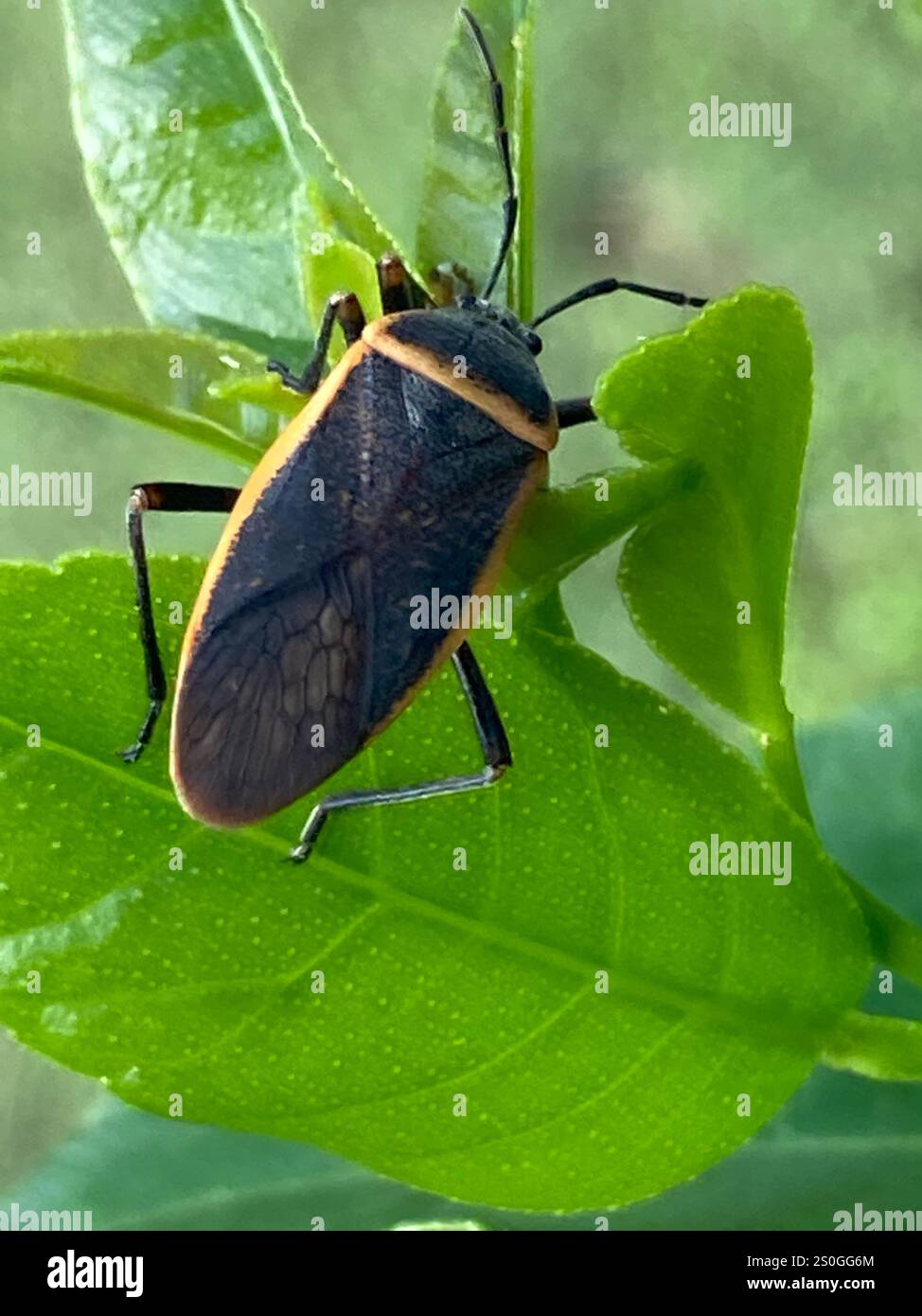 Eastern Bordered Plant Bug (Largus succinctus Stock Photo - Alamy