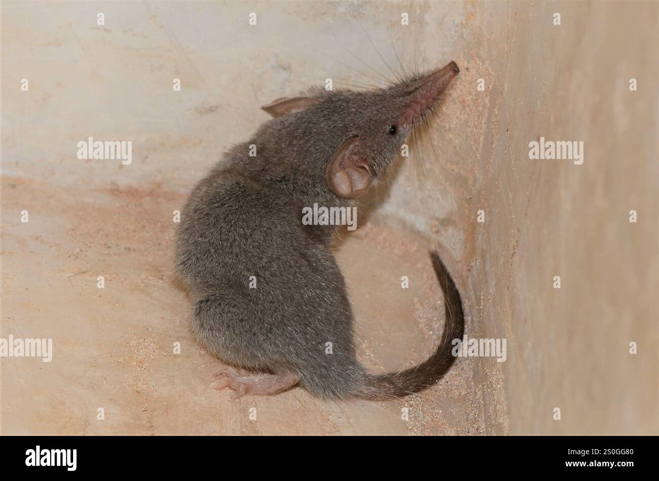 Musk shrew hi-res stock photography and images - Alamy
