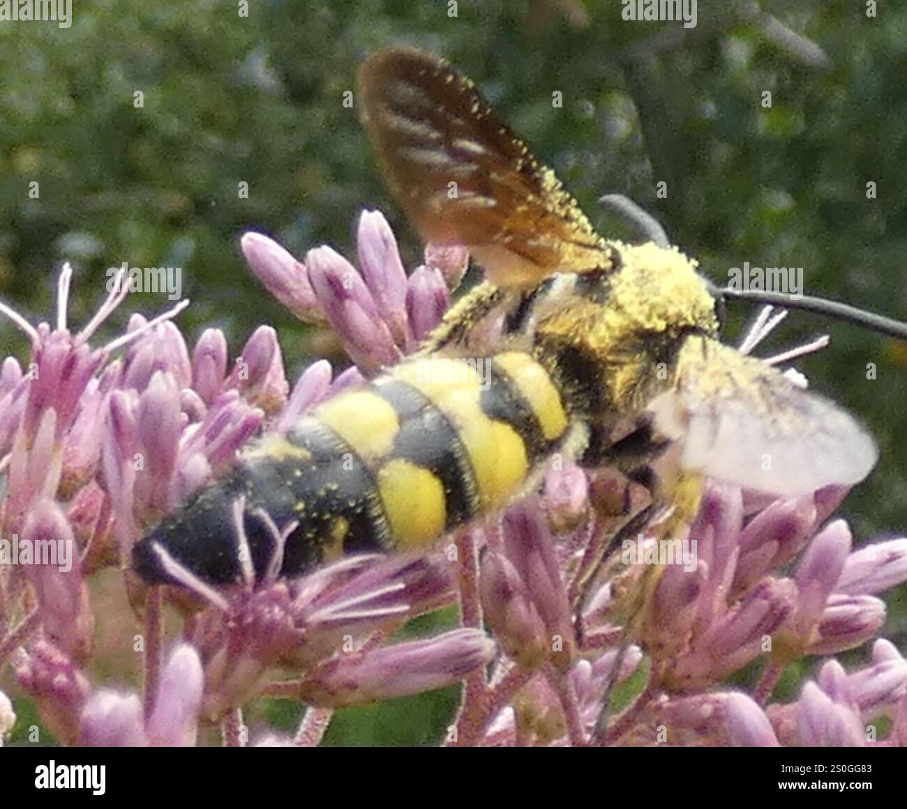 Large Four-spotted Scoliid Wasp (Pygodasis quadrimaculata Stock Photo ...
