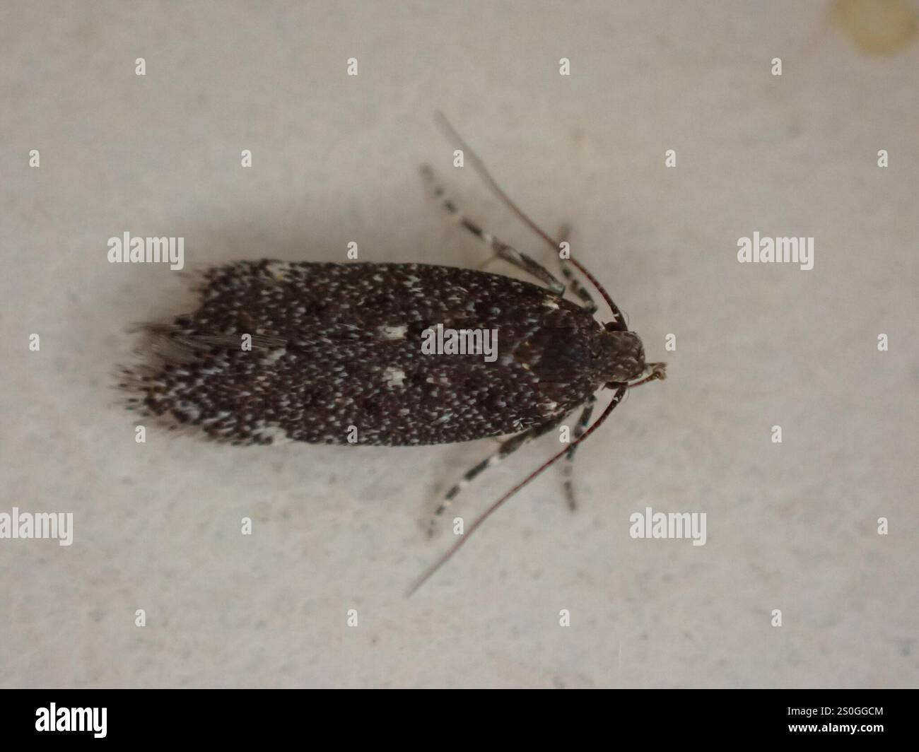 Dark Groundling (Bryotropha affinis Stock Photo - Alamy