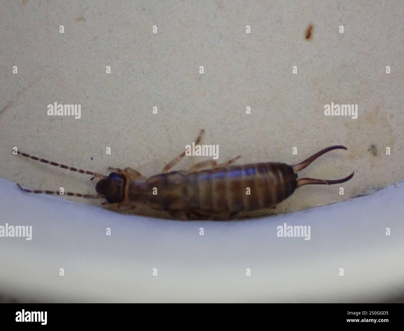 European Earwig Complex (Forficula auricularia Stock Photo - Alamy
