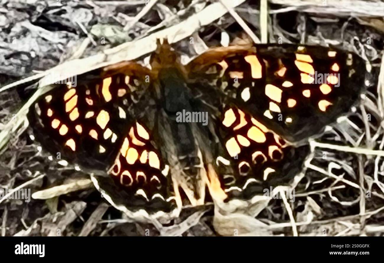Field Crescent (Phyciodes pulchella Stock Photo - Alamy