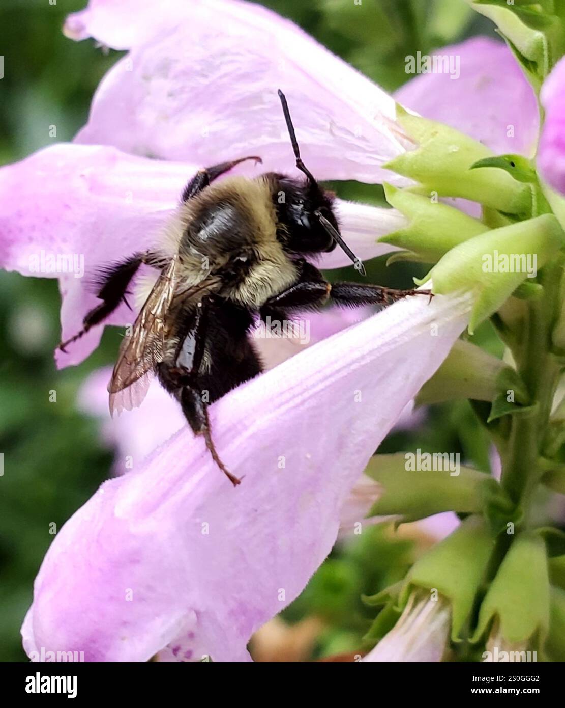 Common Eastern Bumble Bee (Bombus impatiens Stock Photo - Alamy