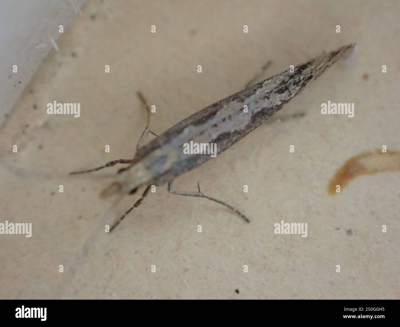 Diamondback Moth (Plutella xylostella Stock Photo - Alamy