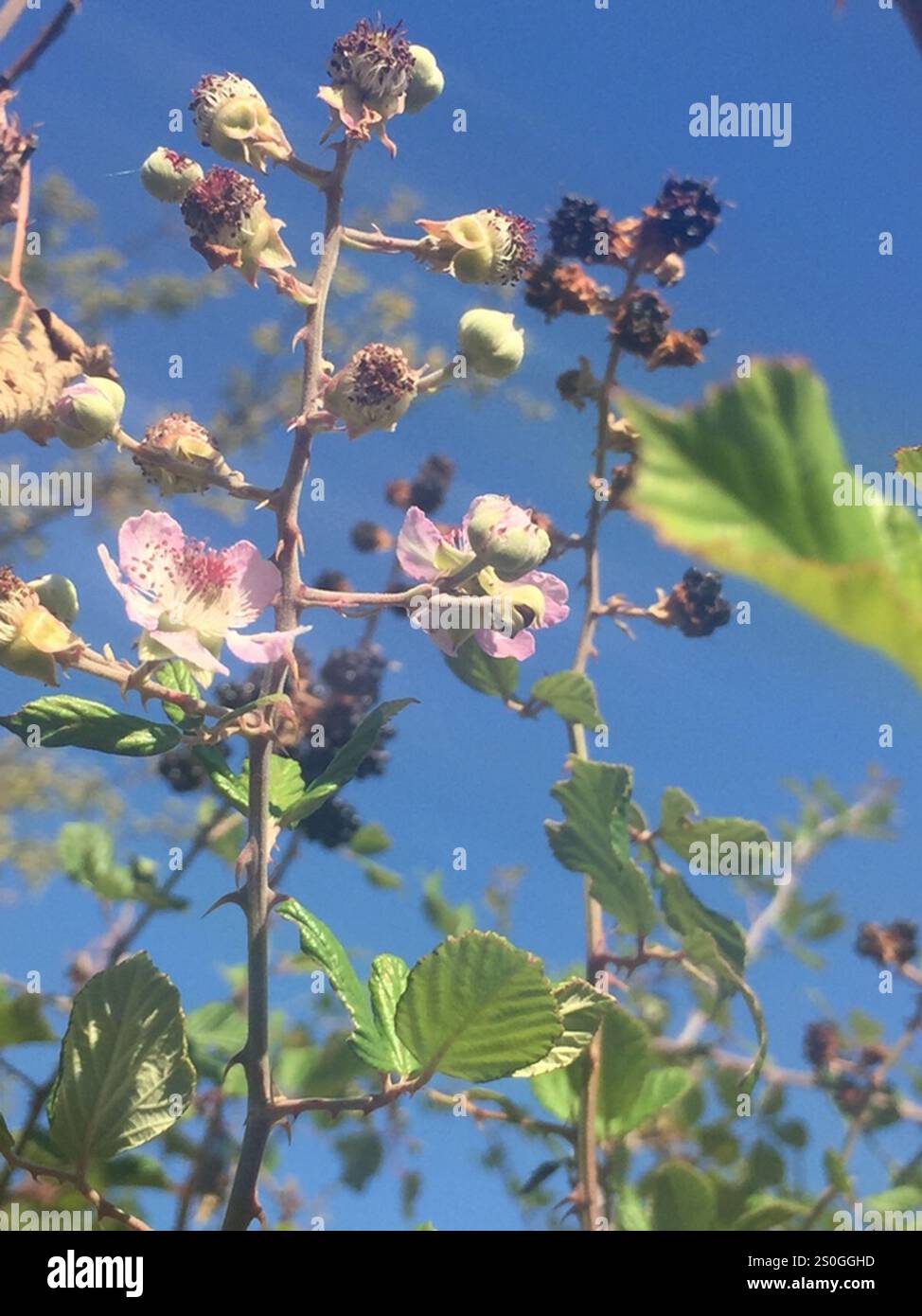 Holy Bramble (Rubus creticus Stock Photo - Alamy