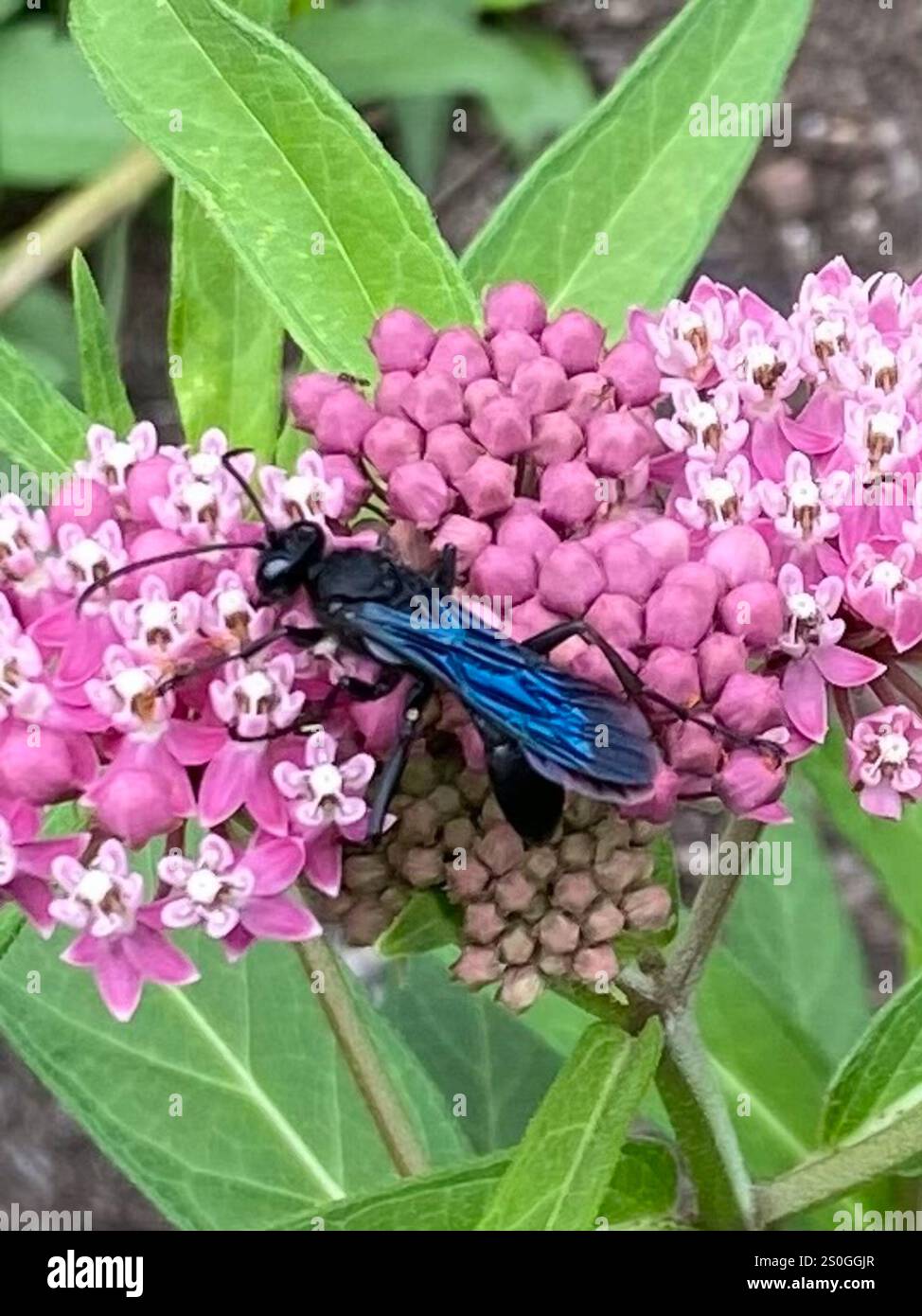 Great Black Digger Wasp (Sphex pensylvanicus Stock Photo - Alamy