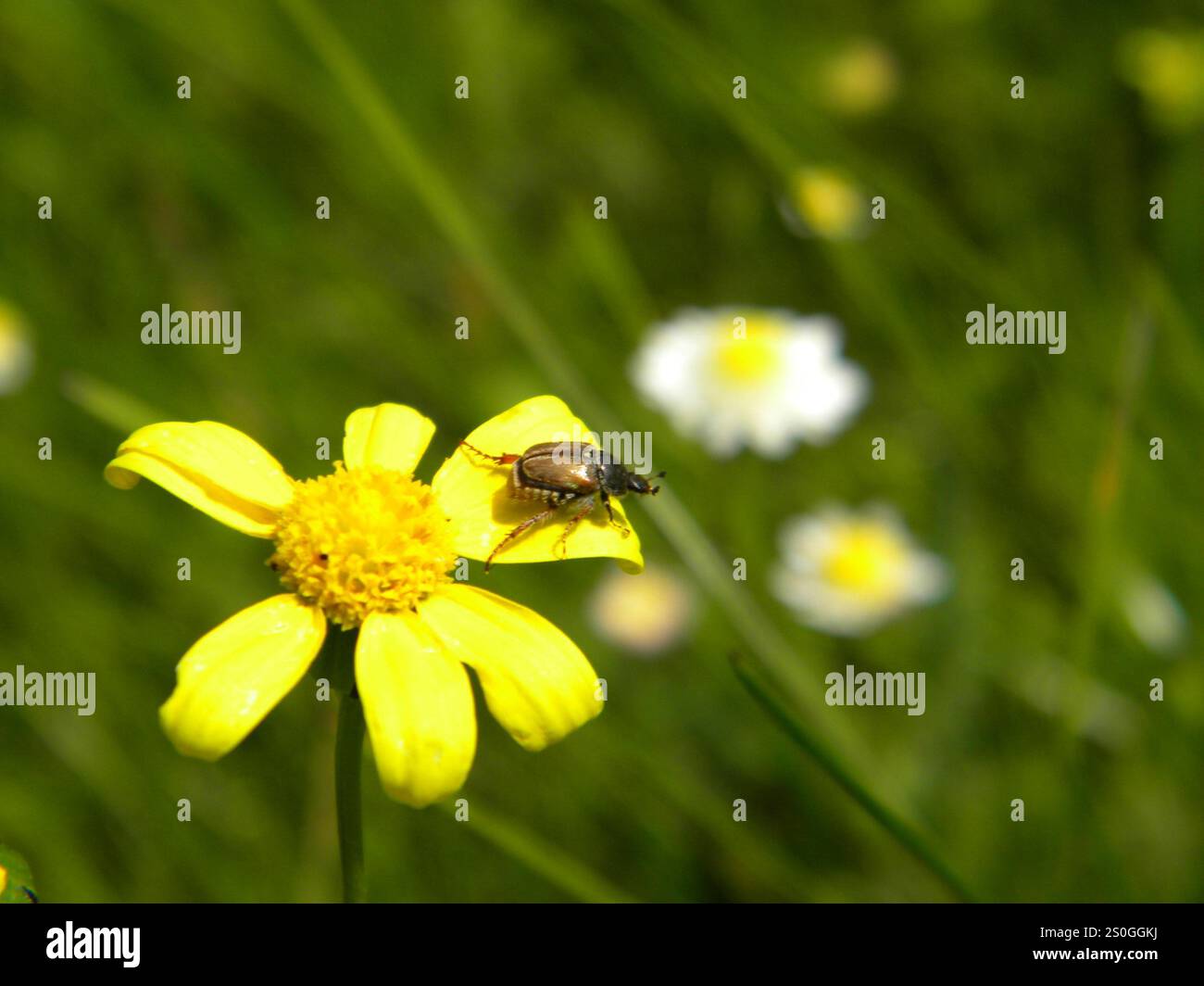 Monkey Beetles (Hopliini Stock Photo - Alamy