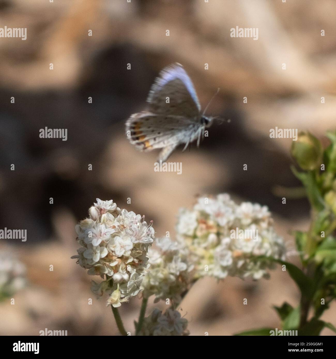Acmon Blue (Icaricia acmon Stock Photo - Alamy