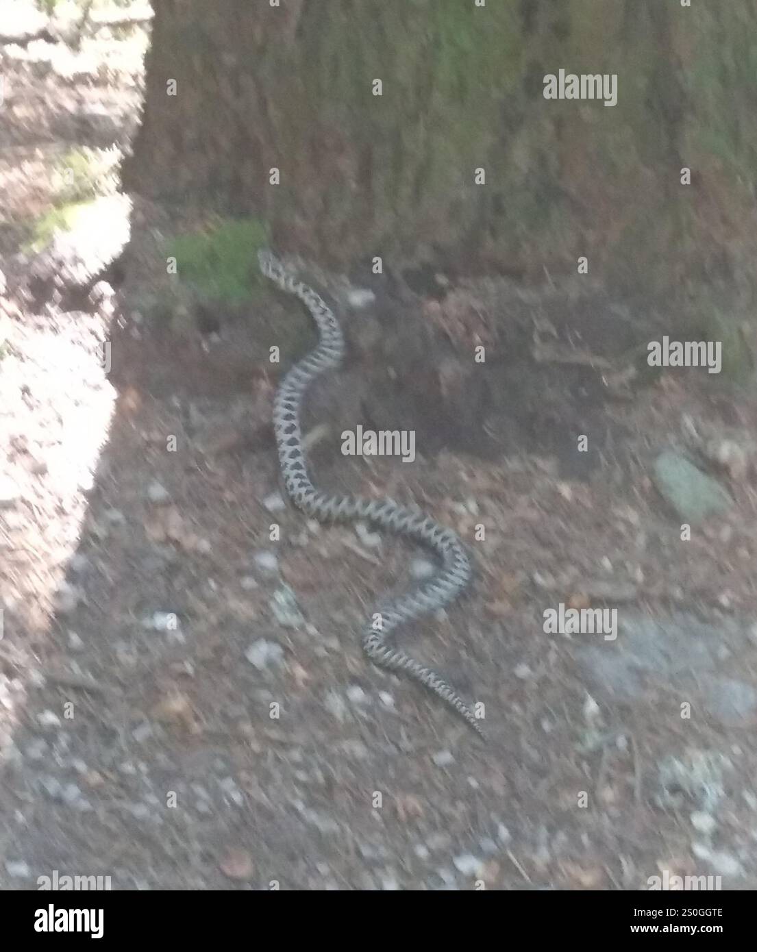 Balkan Cross Adder (Vipera berus bosniensis Stock Photo - Alamy