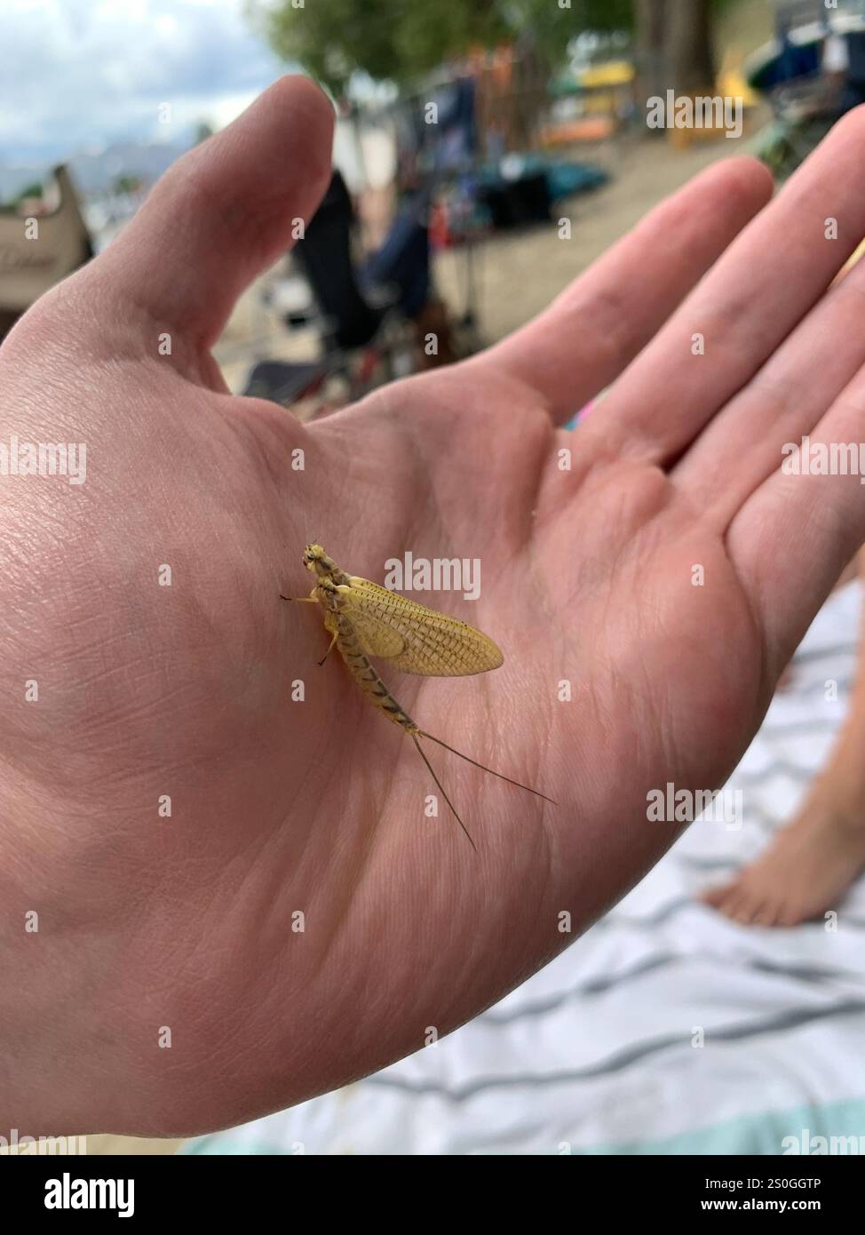 Giant Mayfly (Hexagenia limbata Stock Photo - Alamy