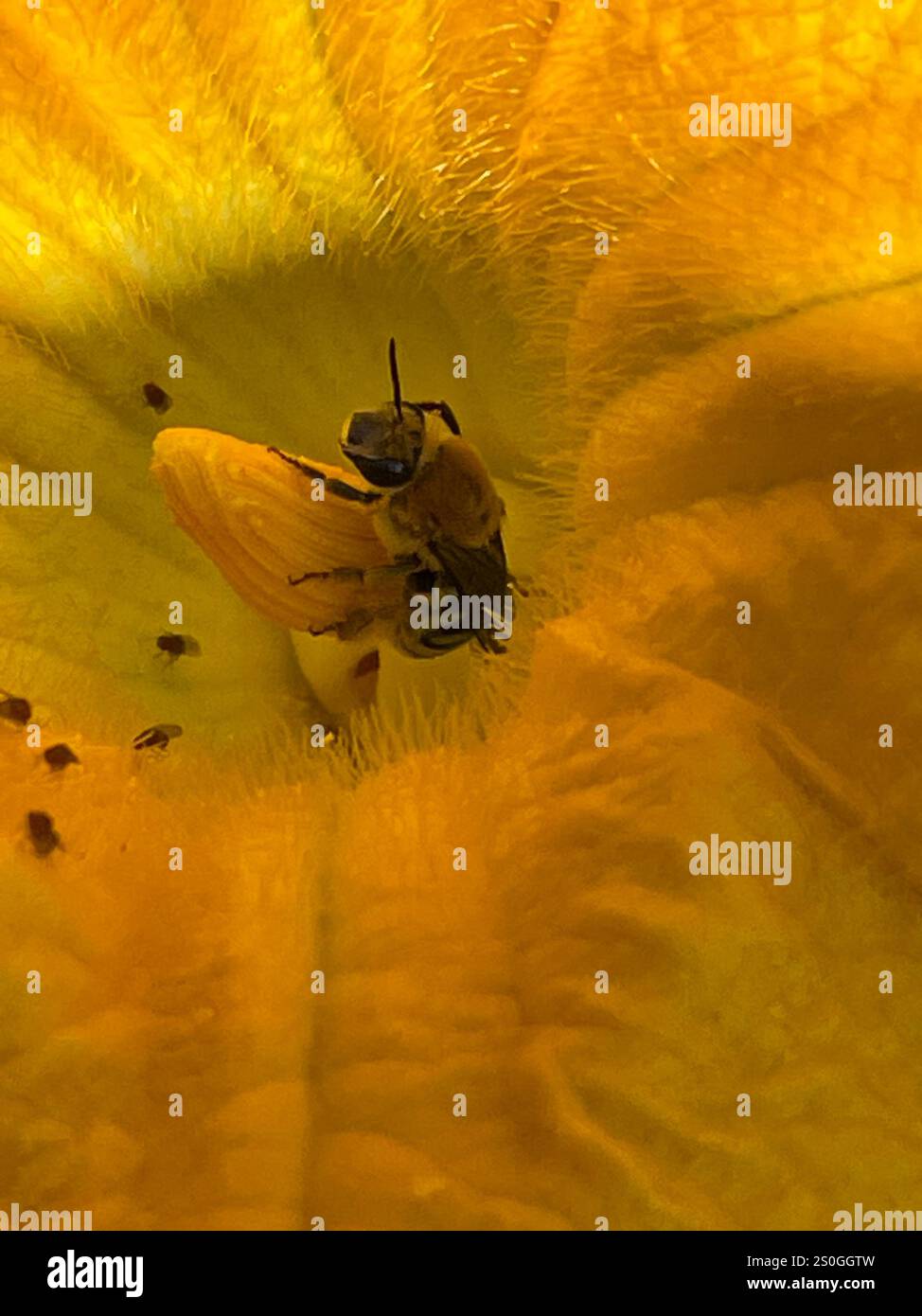 Pruinosa bee hi-res stock photography and images - Alamy