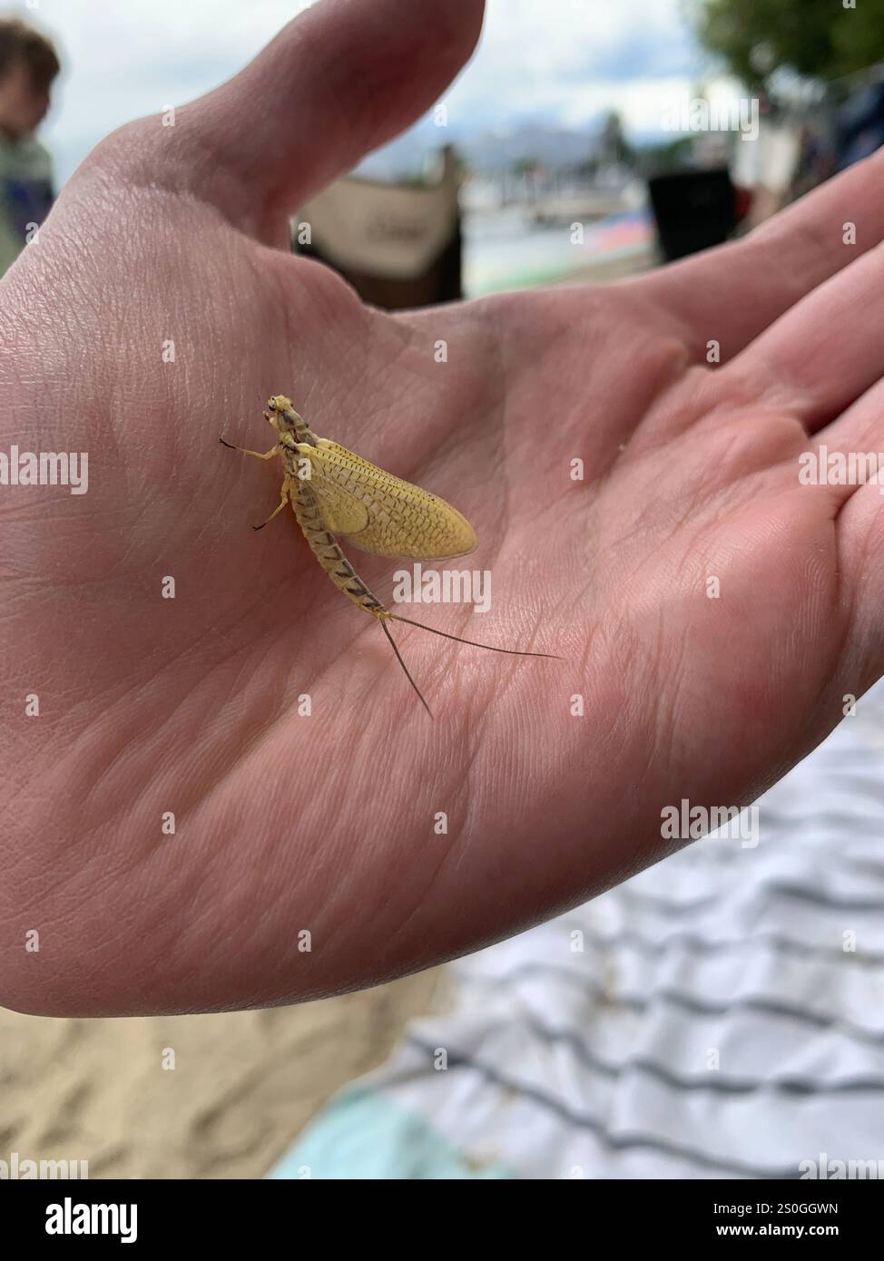 Giant Mayfly (Hexagenia limbata Stock Photo - Alamy