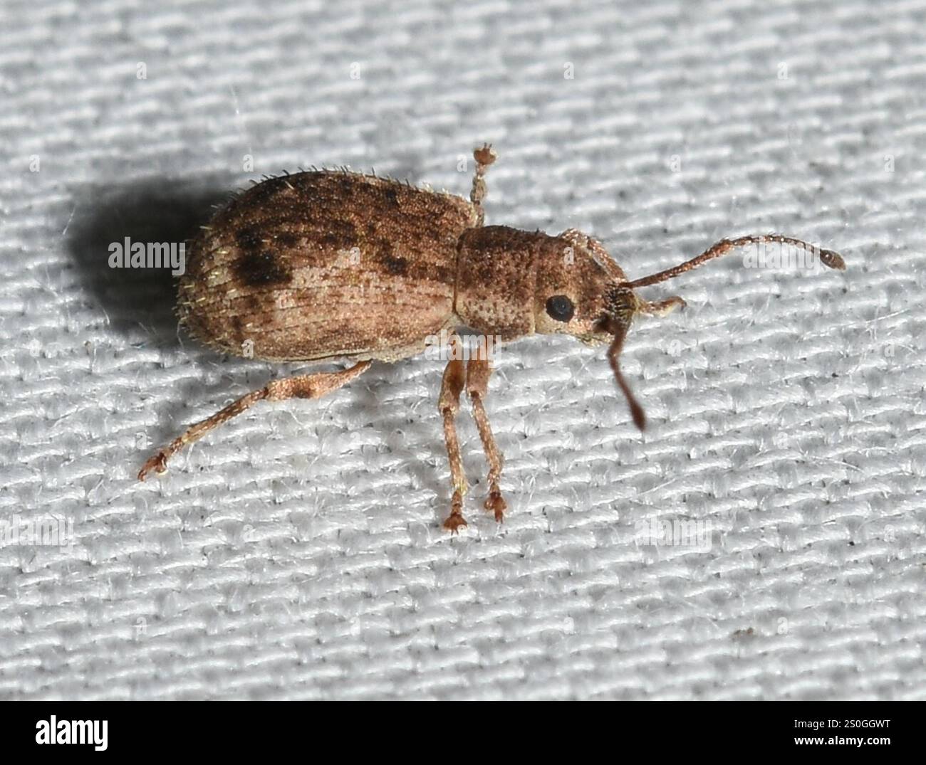 Peach Root Weevil (Pseudoedophrys hilleri Stock Photo - Alamy